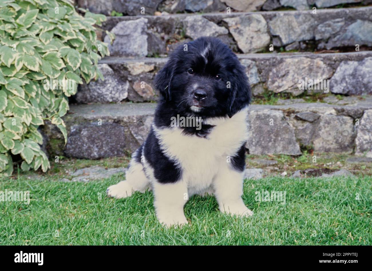 Cute Newfoundland puppy sitting on grass in front of stone steps Stock ...