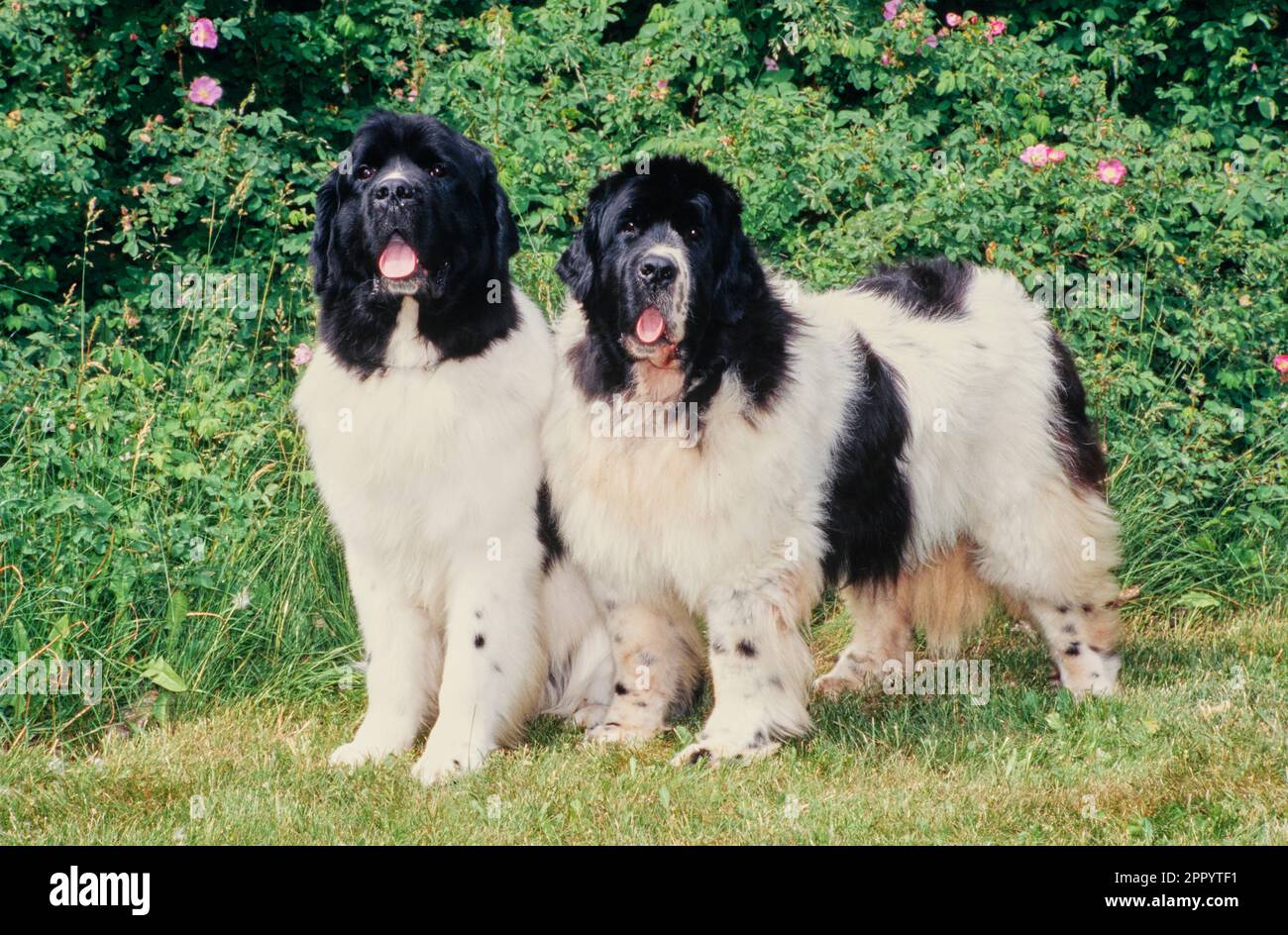 Newfoundlands hi-res stock photography and images - Alamy