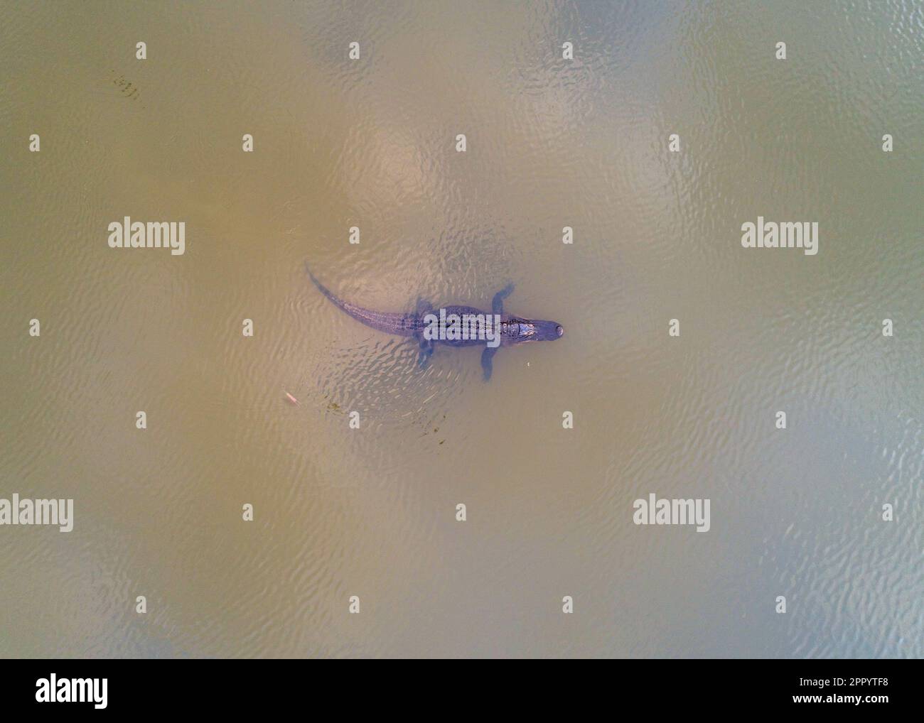 Aerial alligator hi-res stock photography and images - Alamy