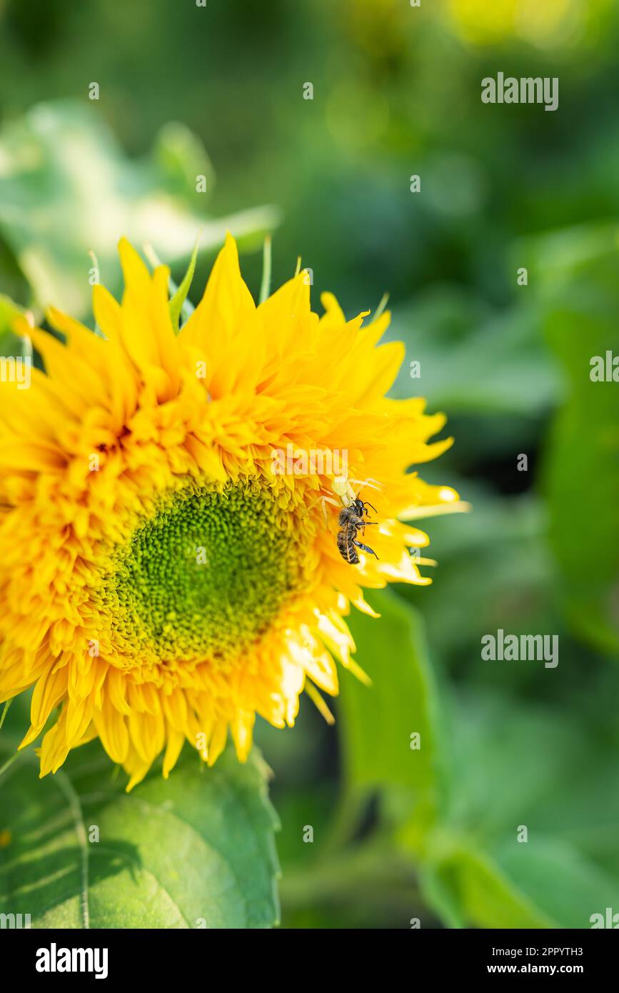 A yellow spider has caught its prey and is holding a wasp sitting on a ...