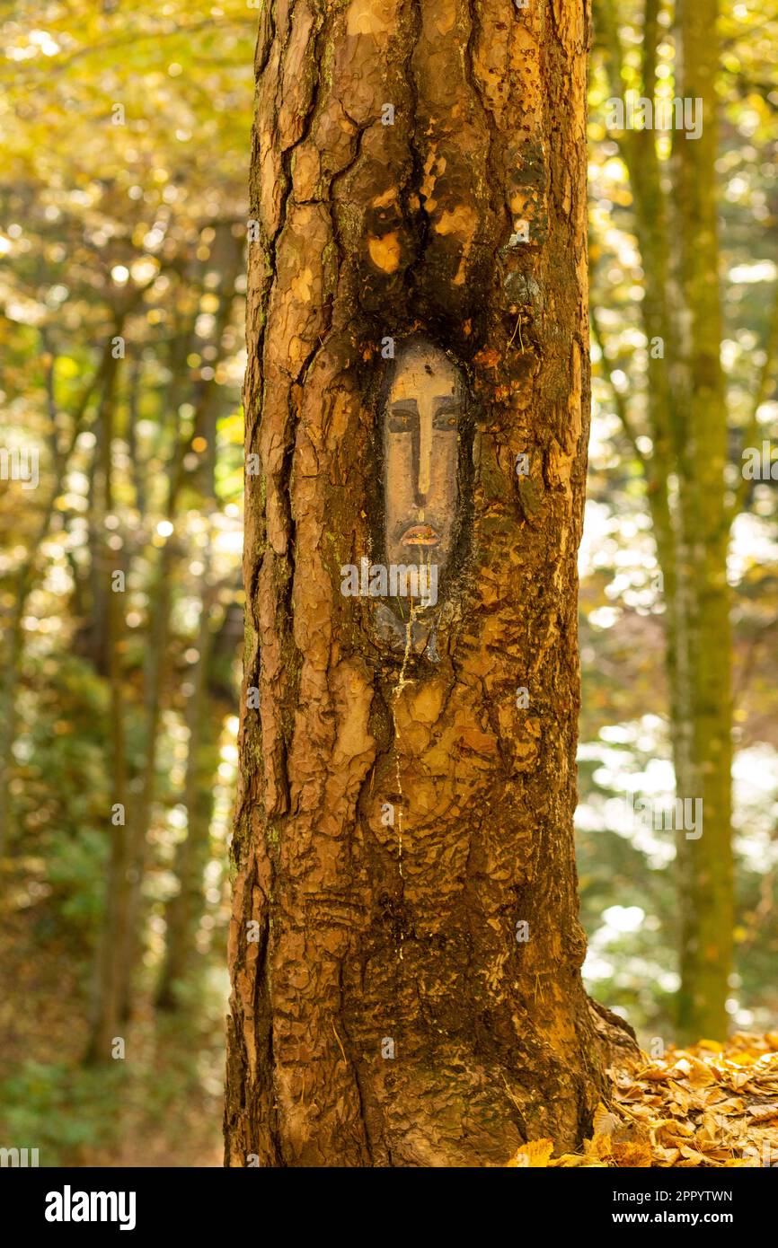 A sad human face in the form of an icon is painted on the trunk of a ...