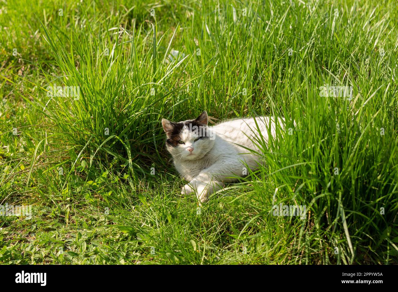 Horizontal photo of adult cat with black-white fur who lays and rests ...