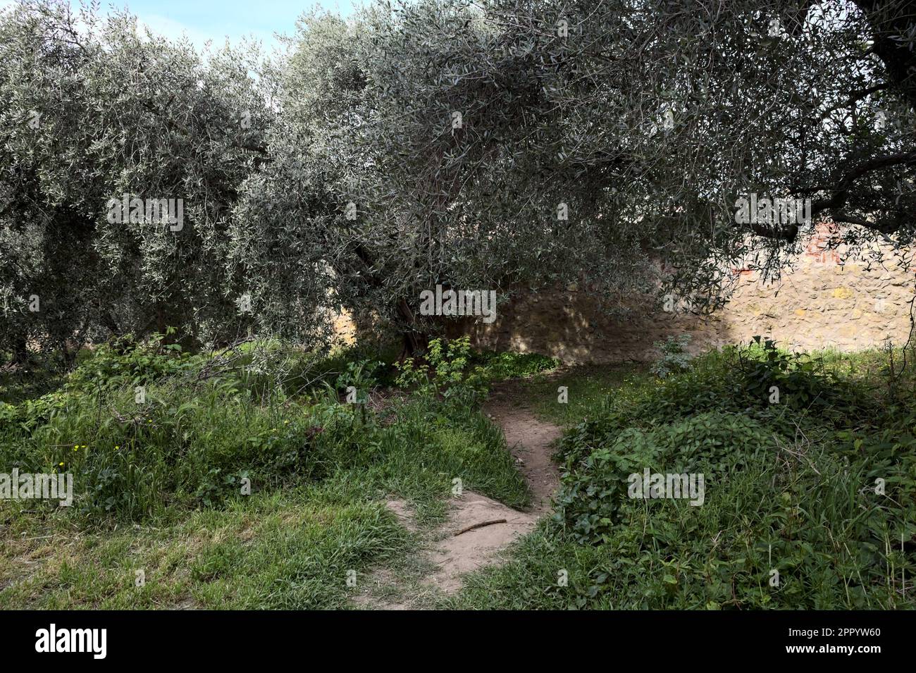 Narrow dirt path in a olive tree grove on a hill Stock Photo - Alamy