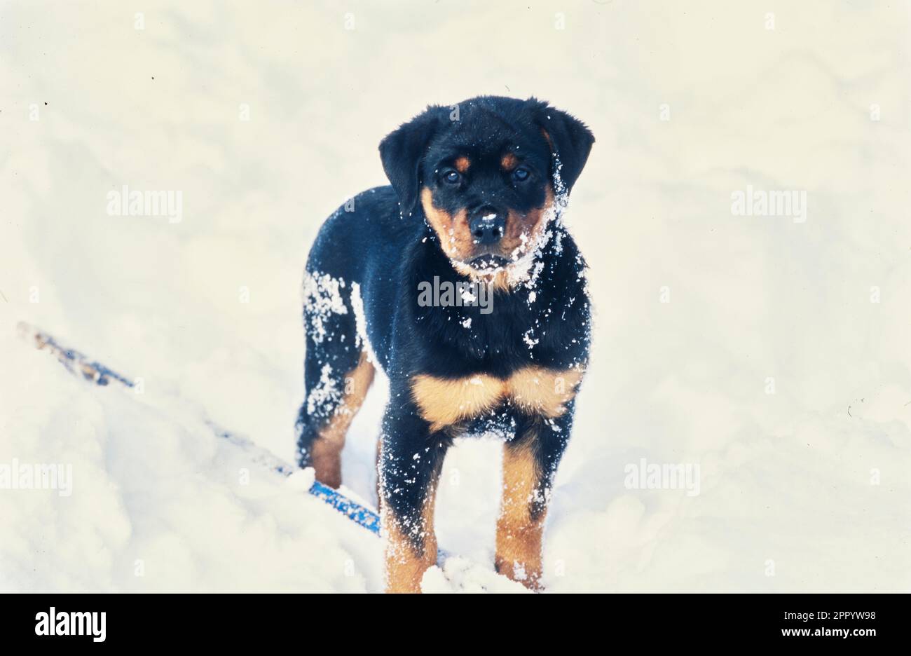 Rottweiler winter hi-res stock photography and images - Alamy