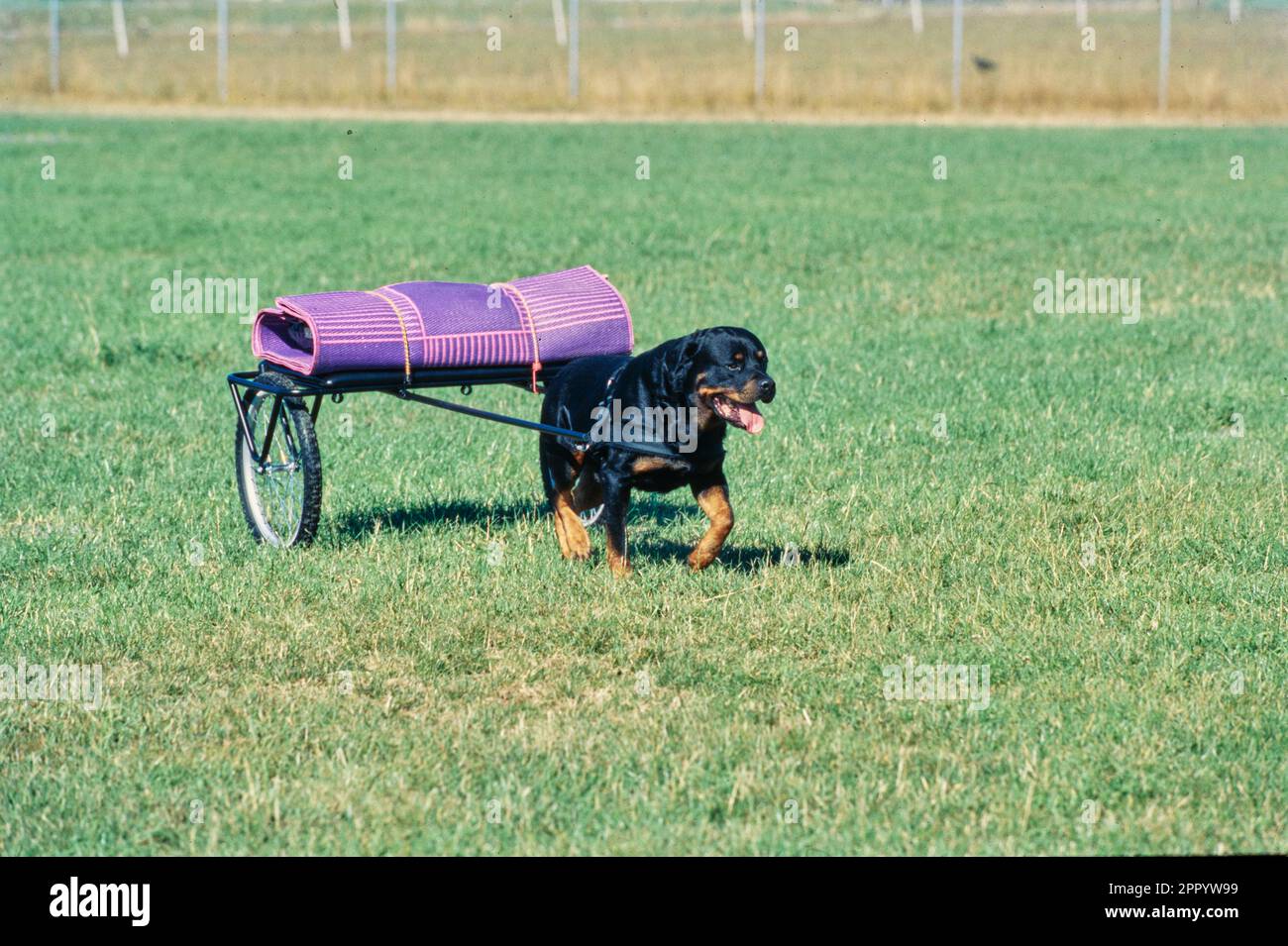 Rottweiler pulling wagon in grass Stock Photo - Alamy
