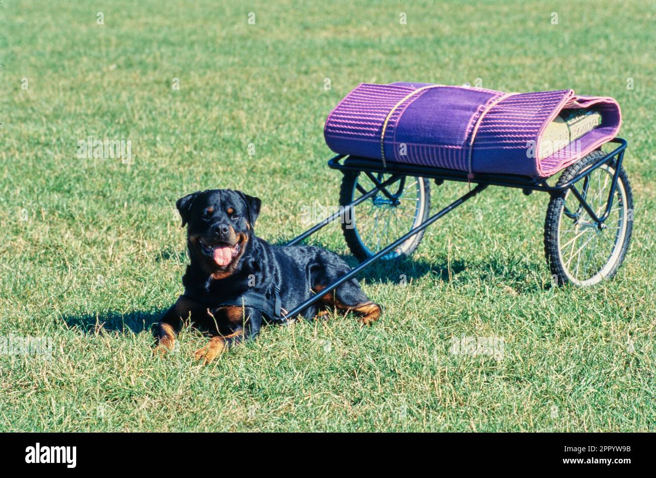 Rottweiler laying with wagon Stock Photo - Alamy