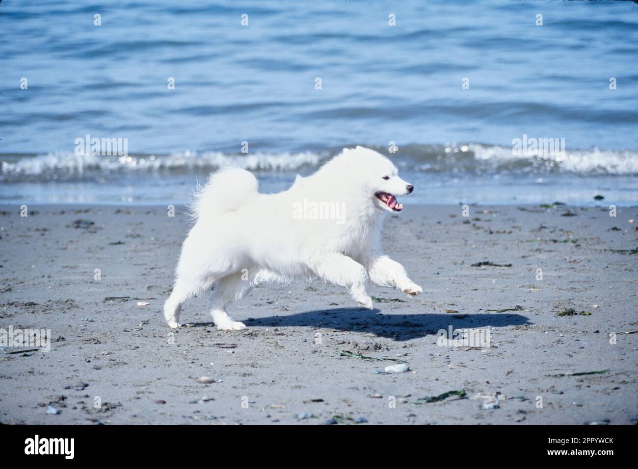 Samoyed running on the beach by the ocean waves Stock Photo - Alamy