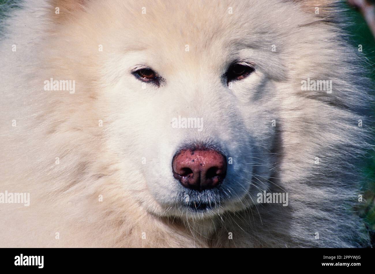 Samoyed face hi-res stock photography and images - Alamy