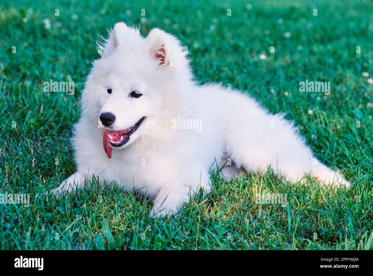 Samoyed laying in grass with tongue out Stock Photo - Alamy
