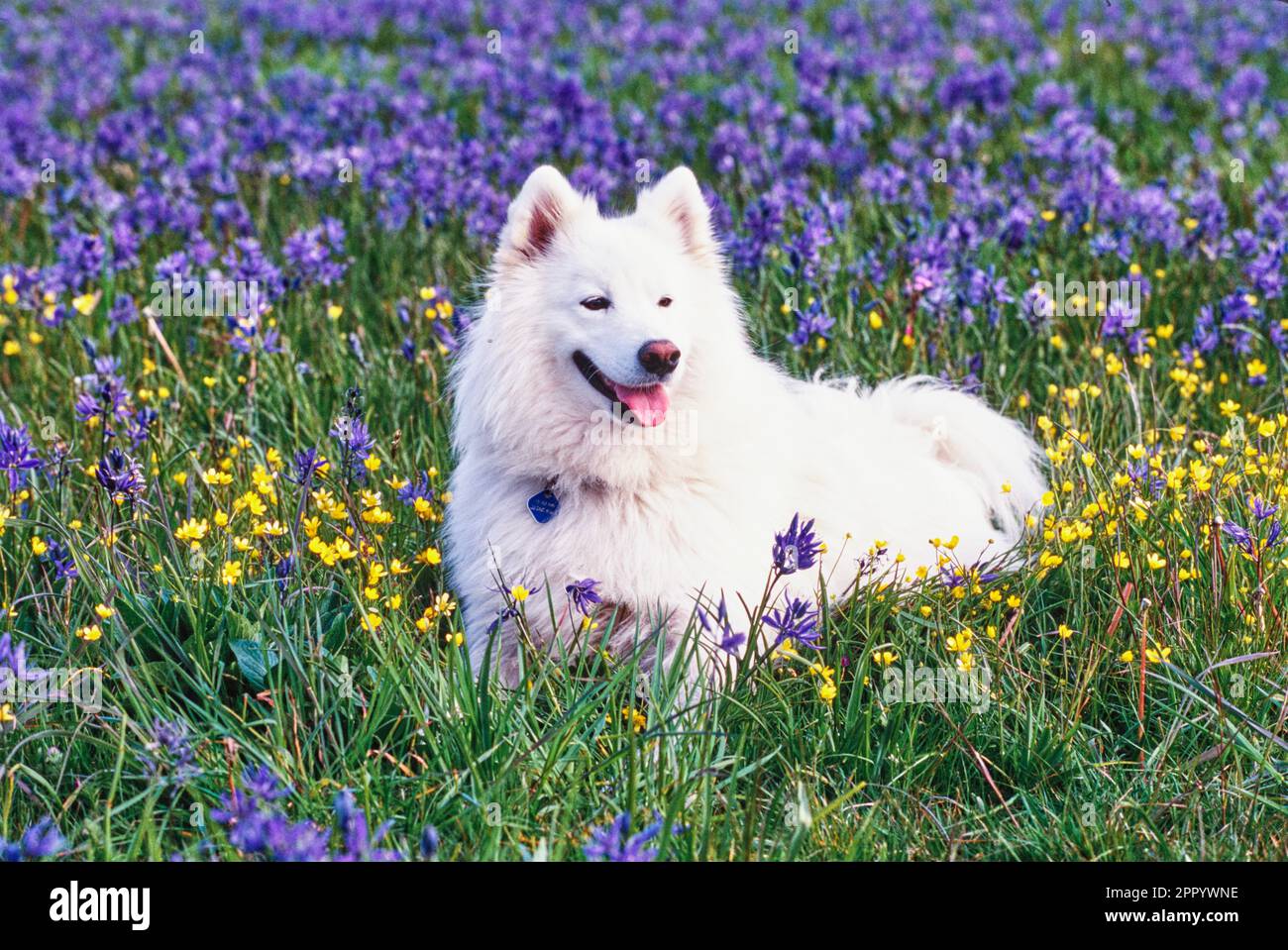 Samoyed laying in flowers Stock Photo - Alamy