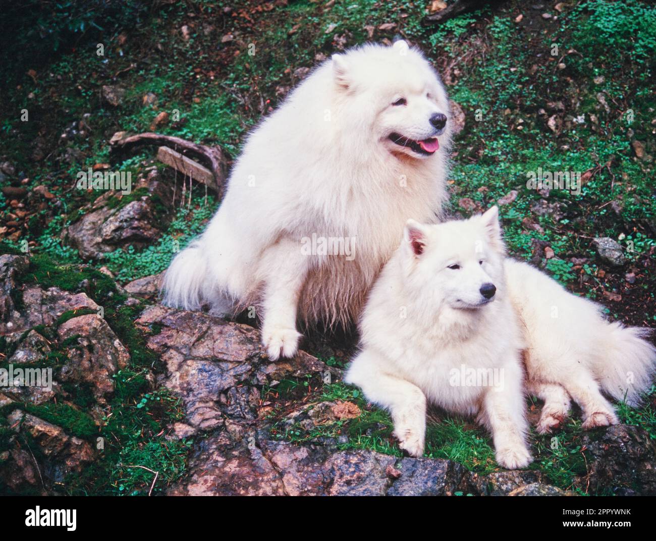 Nature of samoyeds hi-res stock photography and images - Alamy