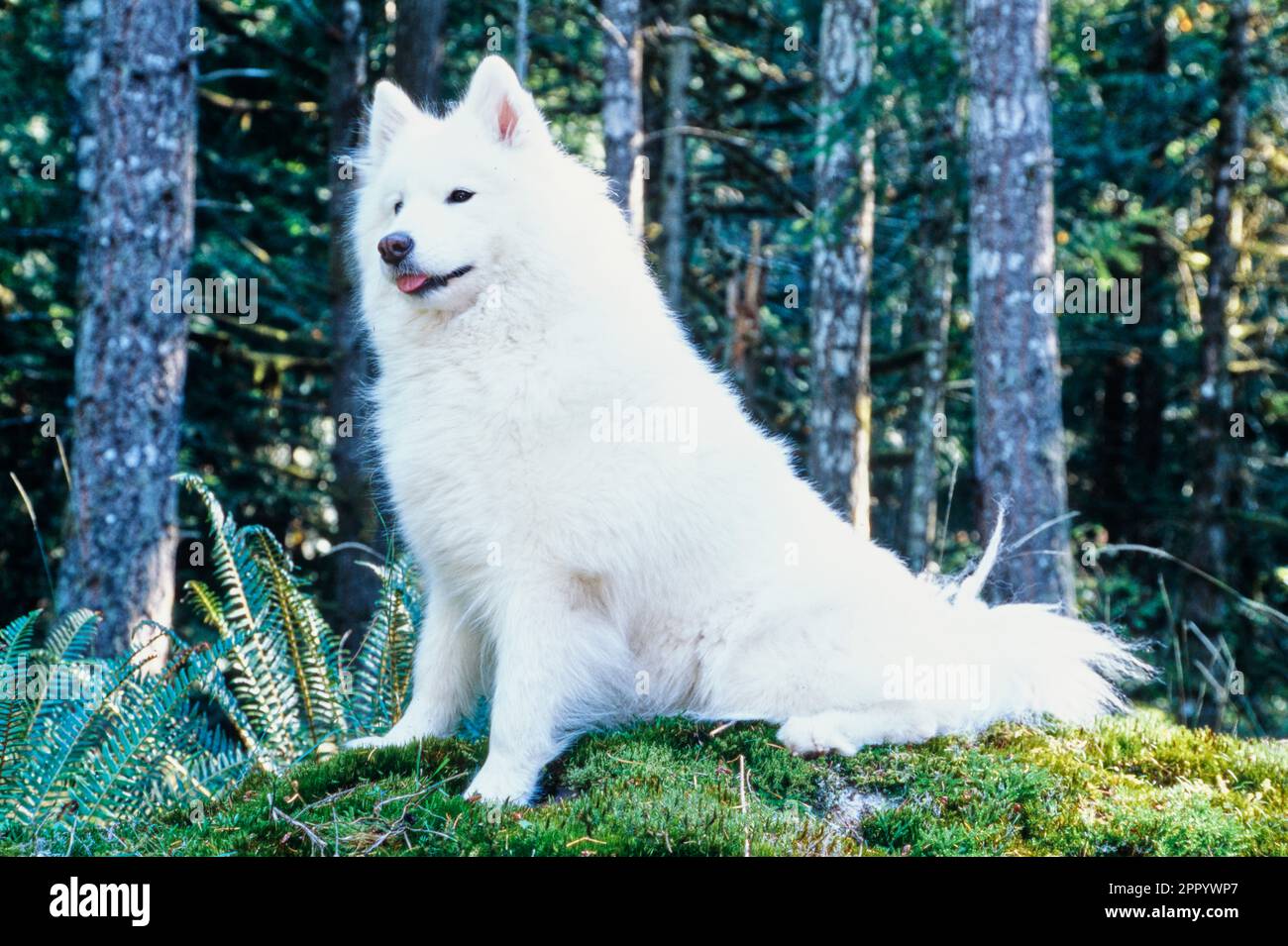 Samoyed sitting in the forest Stock Photo - Alamy
