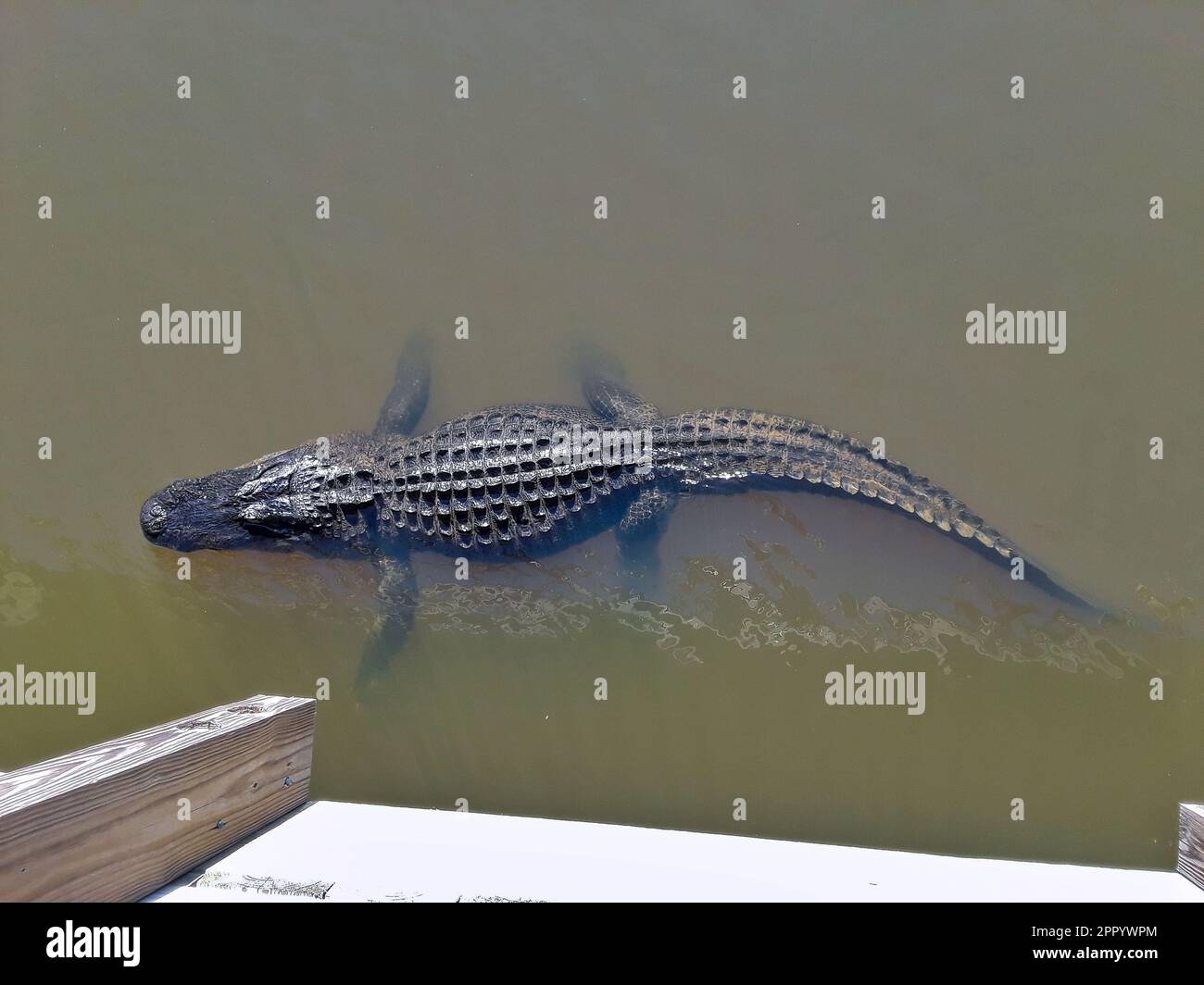 Aerial view of an adult American Alligator Stock Photo - Alamy