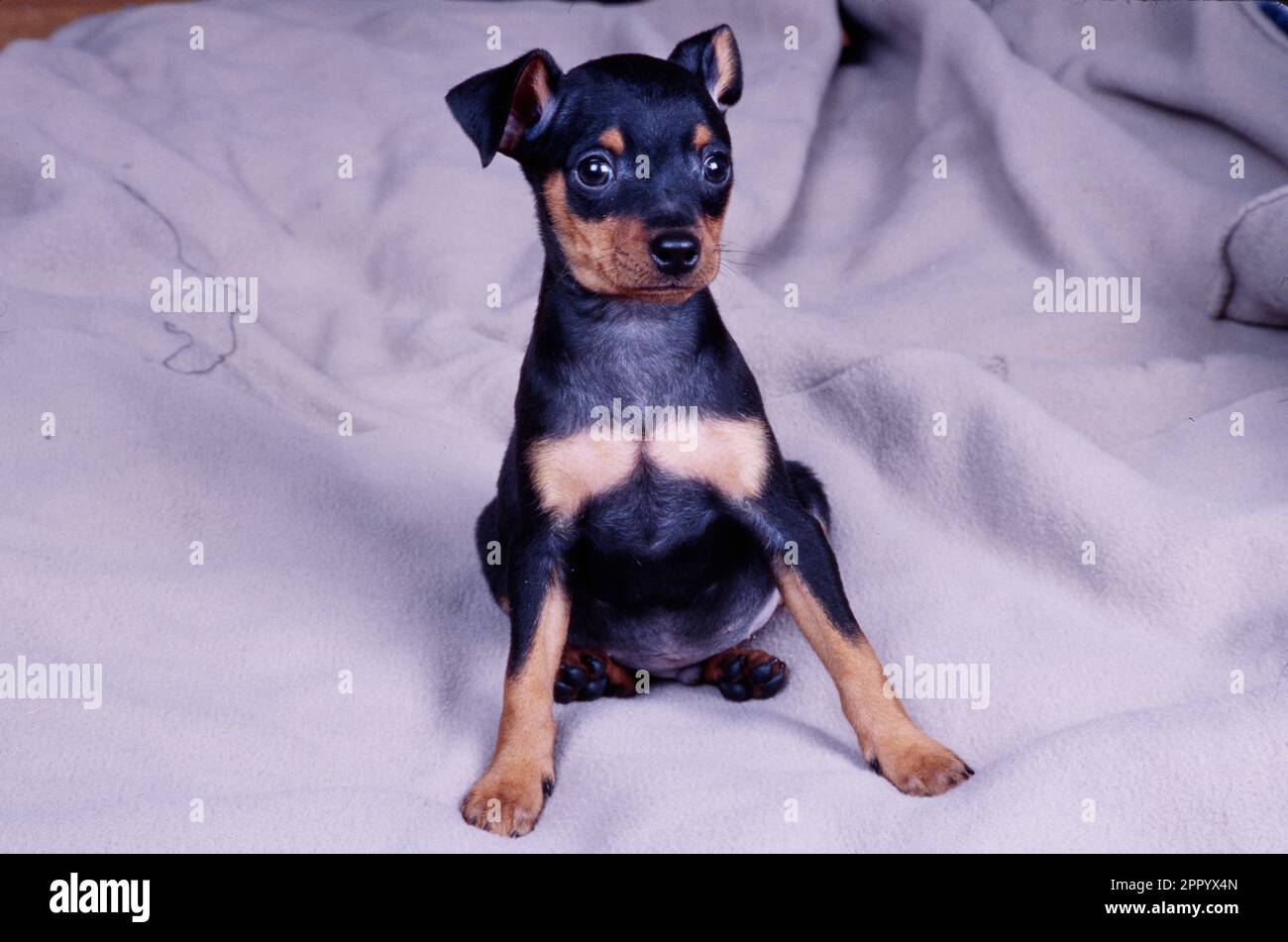 Mini Pinscher on grey blanket Stock Photo - Alamy