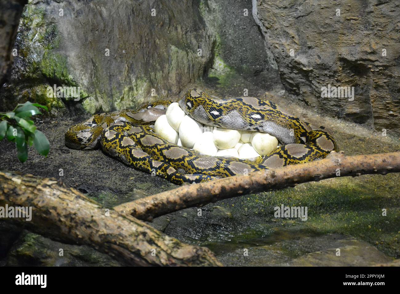 The reticulated python lies around its eggs. Python is one of the ...