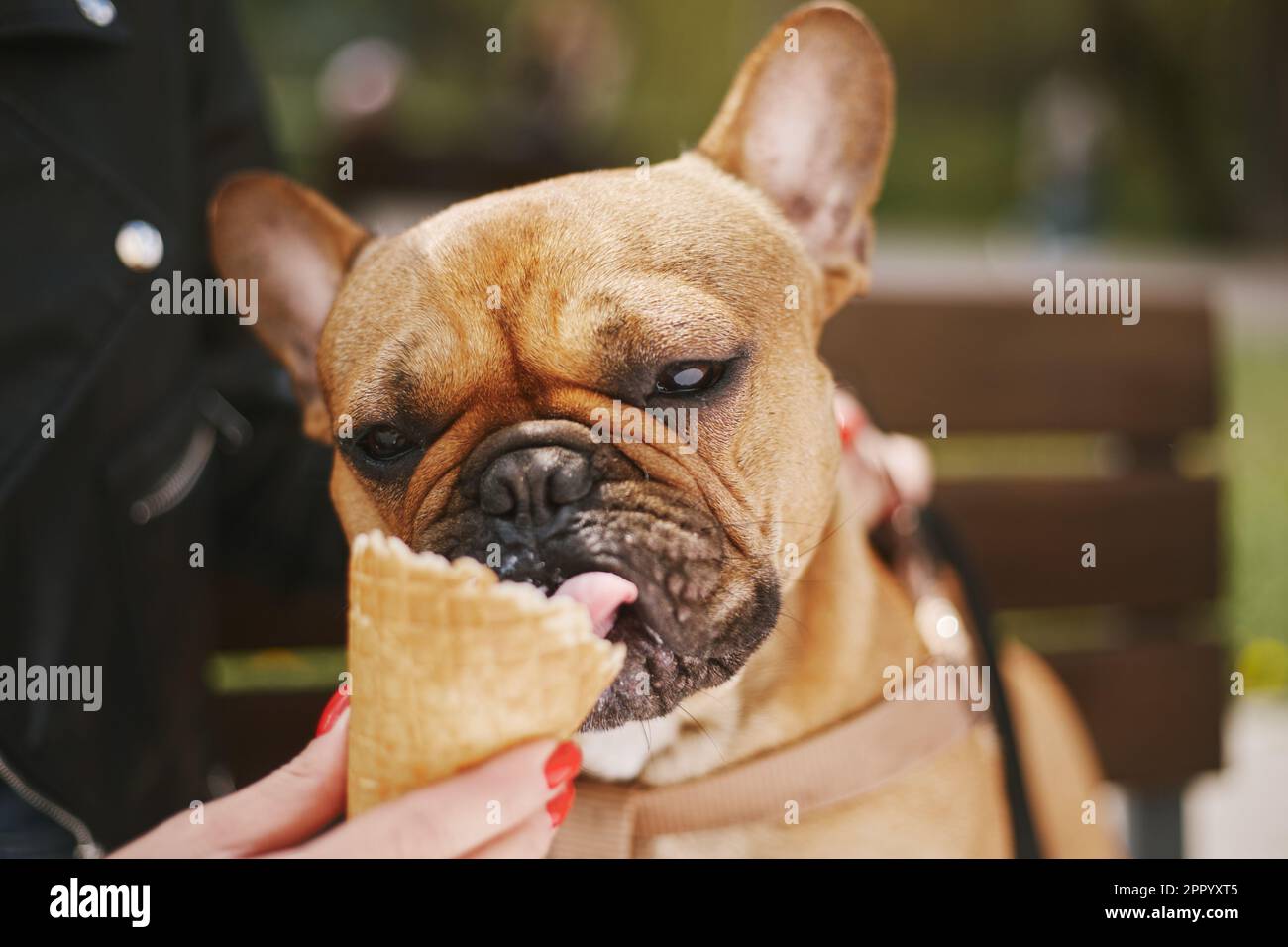 Cute brown puppy licking ice cream. Adorable young French bulldog ...