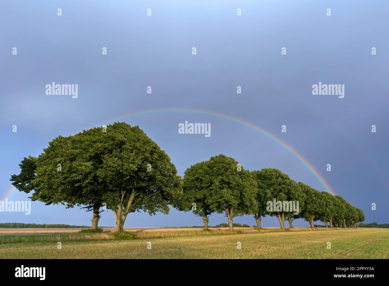 Double rainbow and silver linden / silver lime trees (Tilia tomentosa ...
