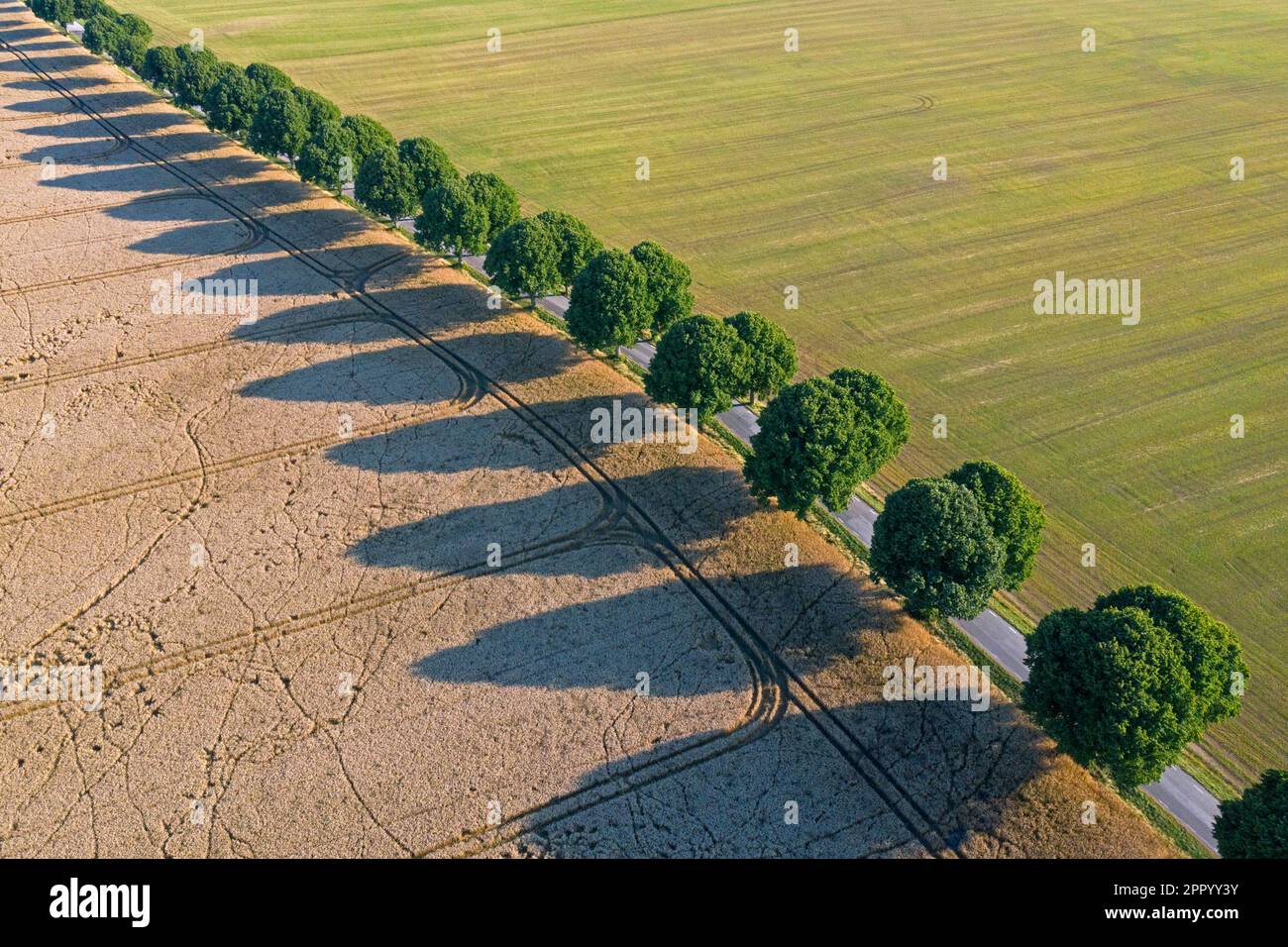 Aerial view over silver linden / silver lime trees (Tilia tomentosa ...