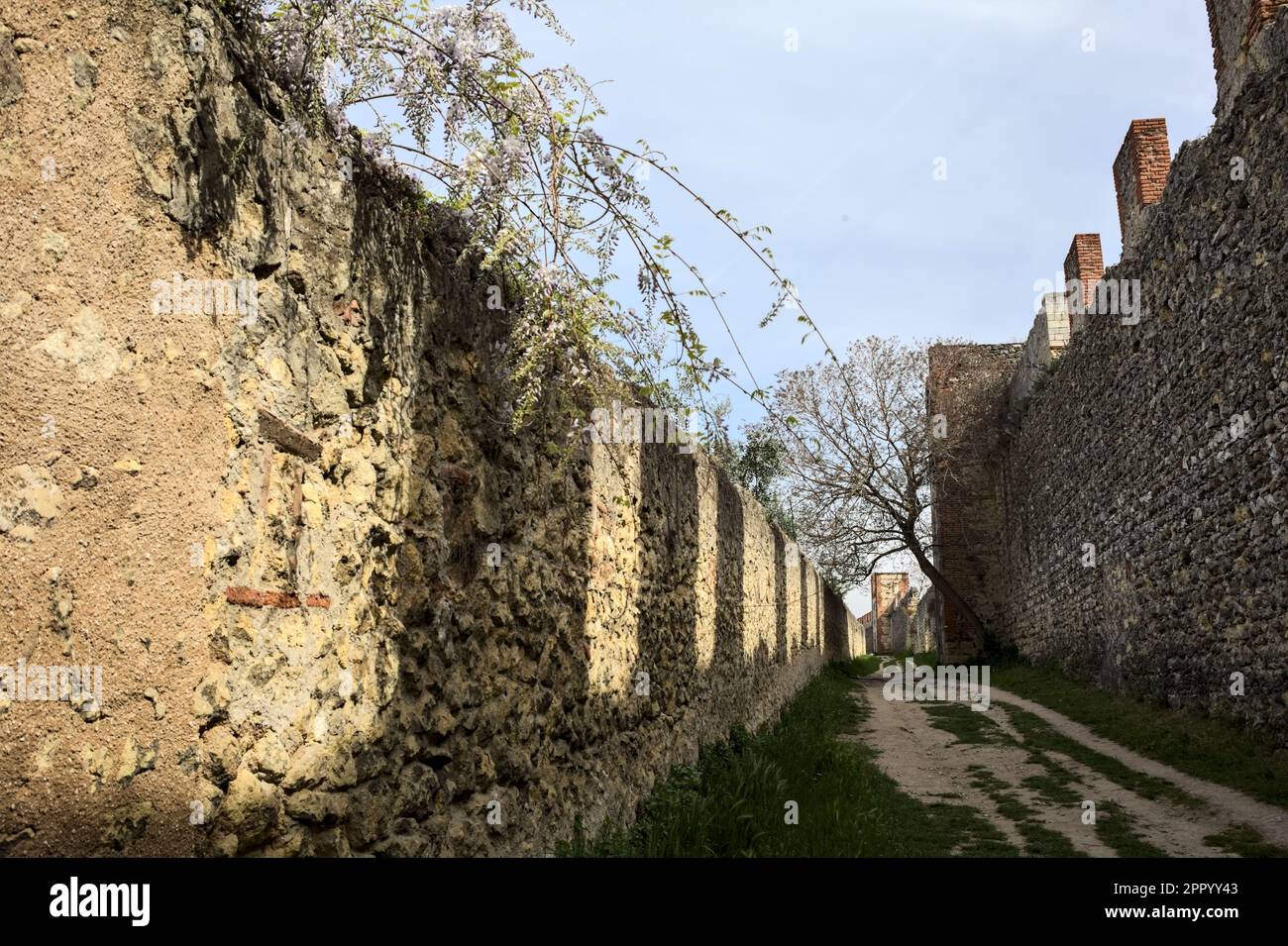 Tree in a dirt path between boundary walls in a park by the hillside ...