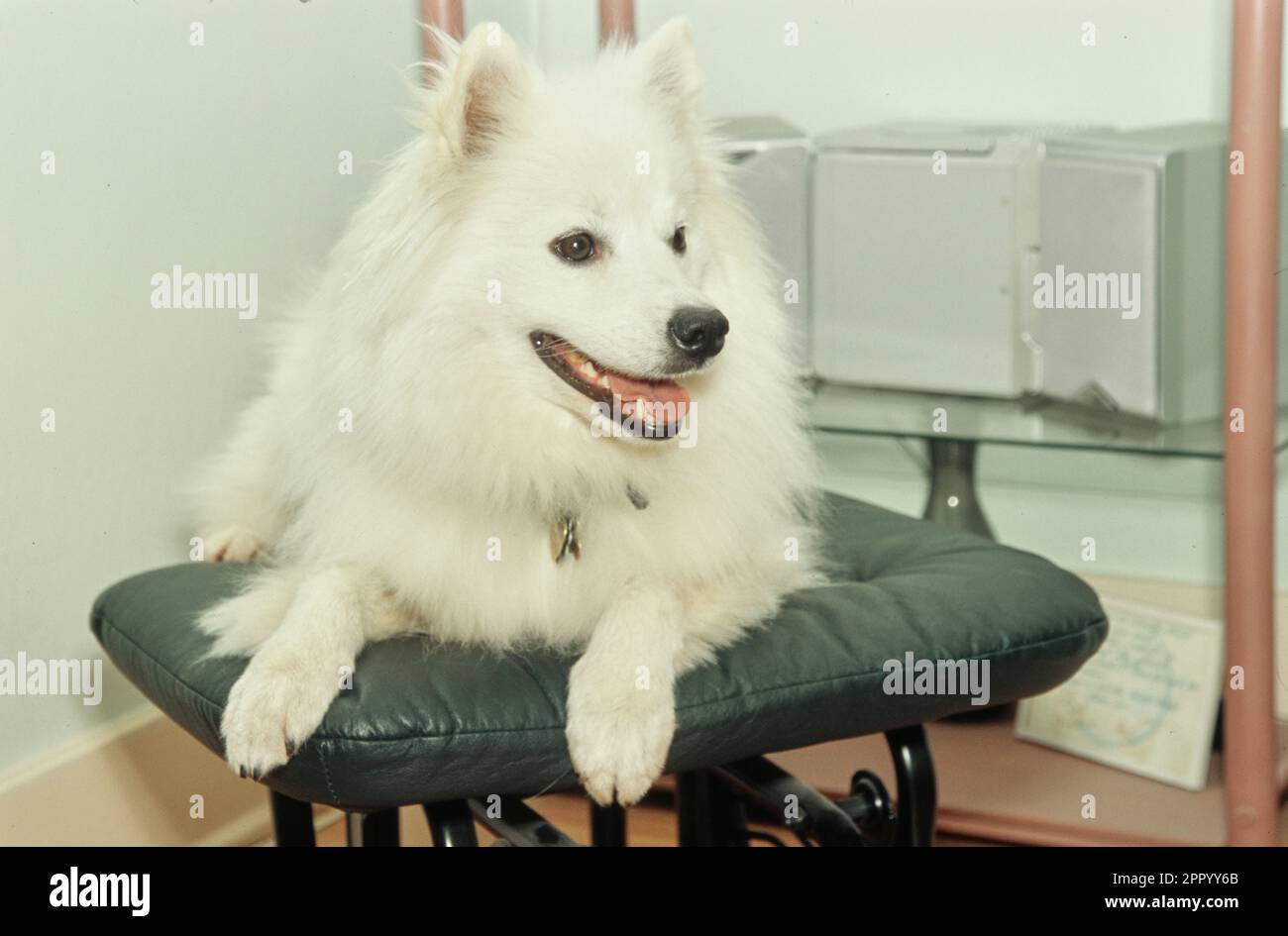 American Eskimo sitting on footrest in front of shelf in office with ...