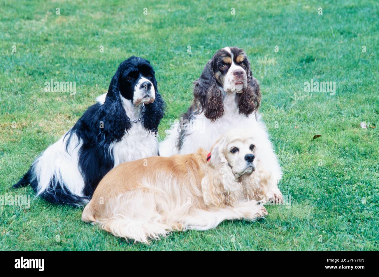 American cocker spaniels in hi-res stock photography and images - Alamy