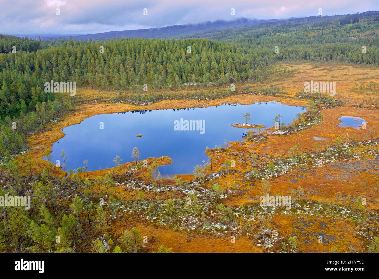 Aerial view over pond in moorland and coniferous forest / taiga showing ...