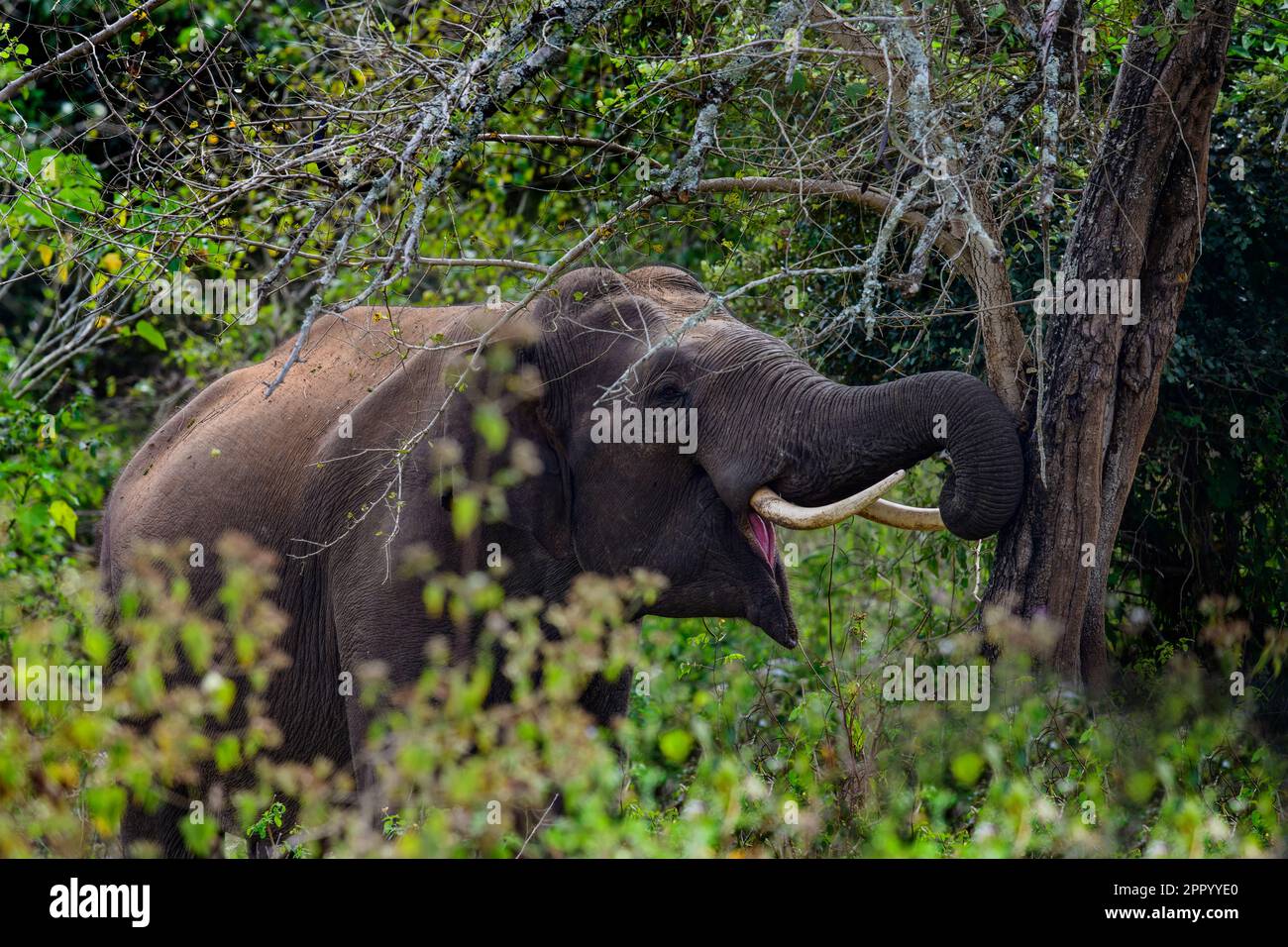 Wild Asian Elephant in Karnataka forest. Majestic and serene, it ...
