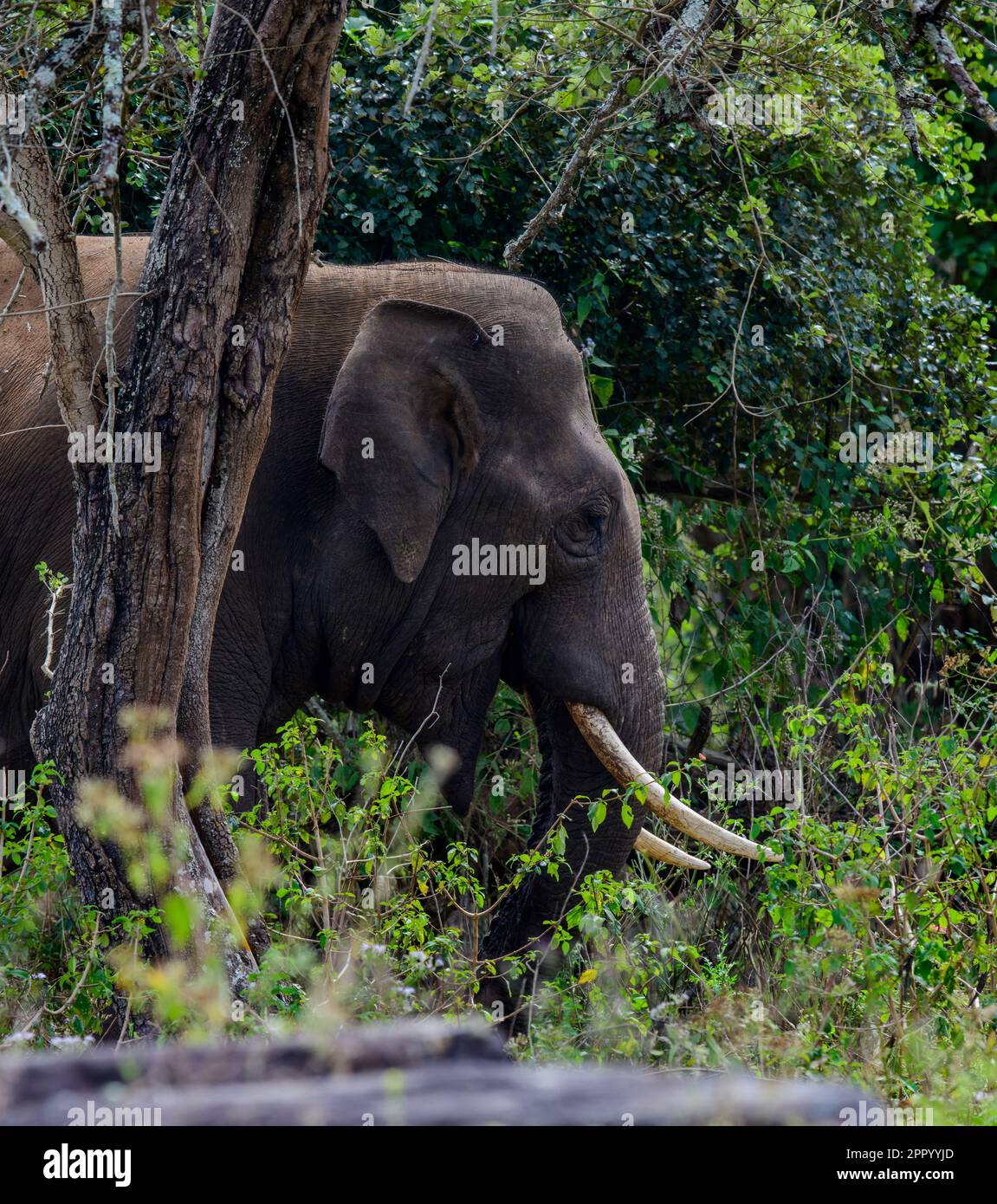 Wild Asian Elephant in Karnataka forest. Majestic and serene, it ...