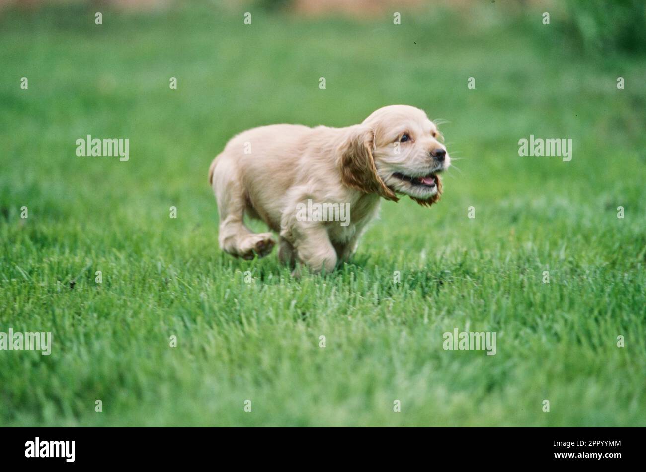 American Cocker Spaniel puppy running in yard outside Stock Photo - Alamy