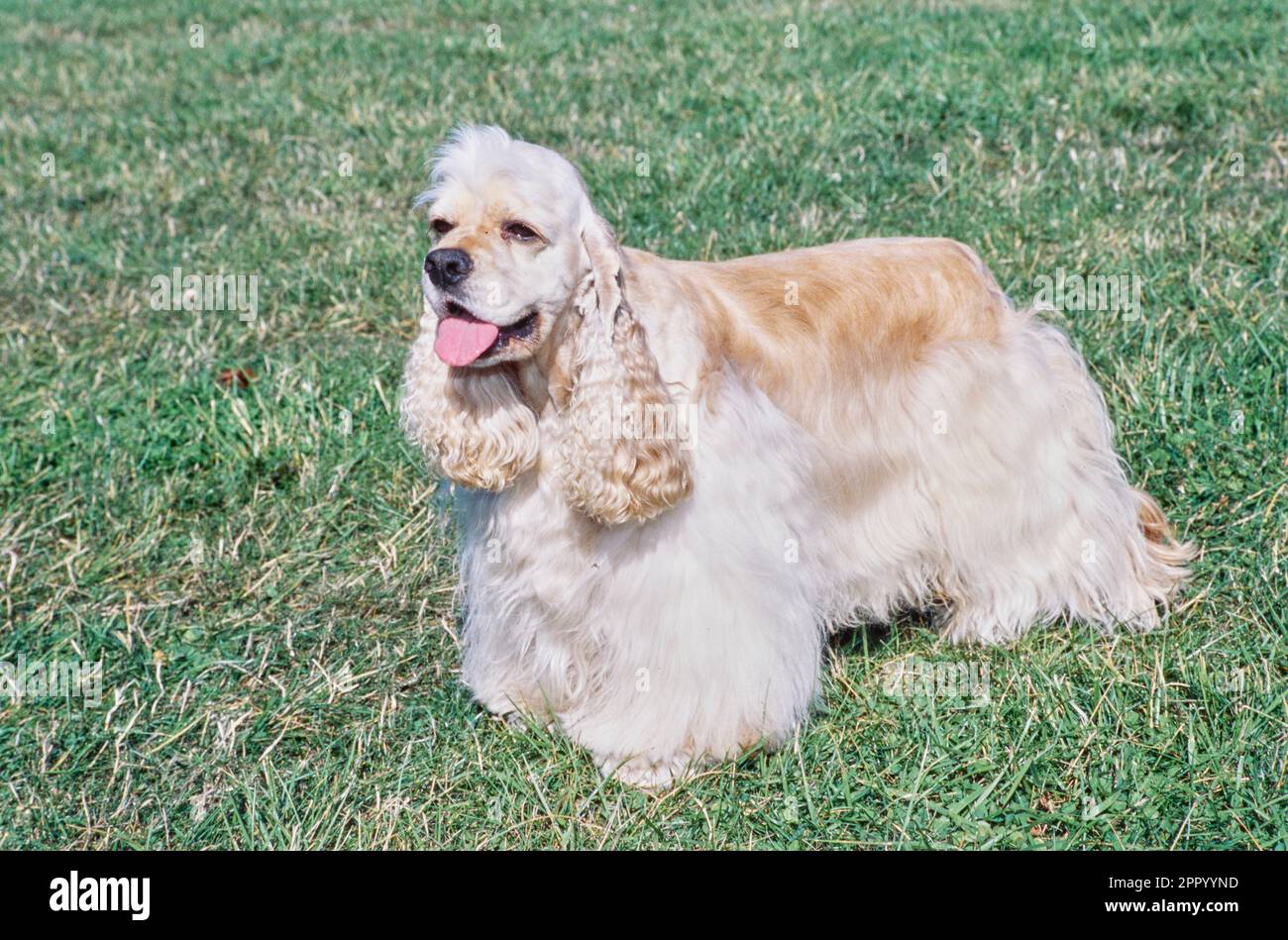 Mouth open tongue out hi-res stock photography and images - Alamy