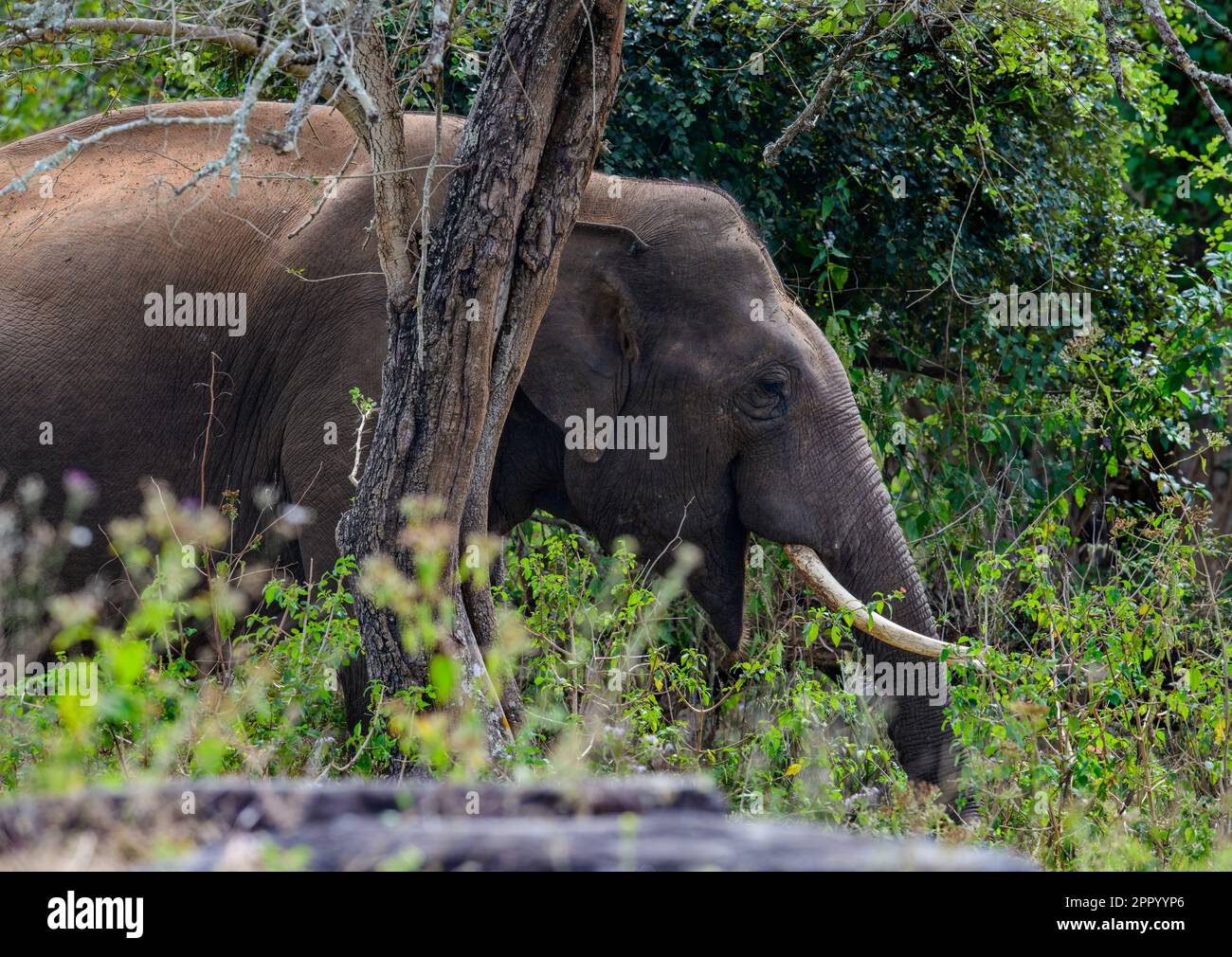 Wild Asian Elephant in Karnataka forest. Majestic and serene, it ...