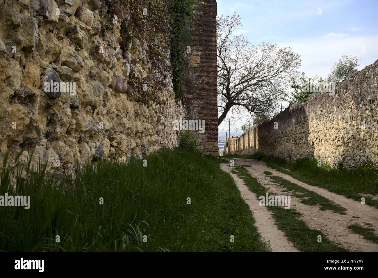 Tree in a dirt path between boundary walls in a park by the hillside ...