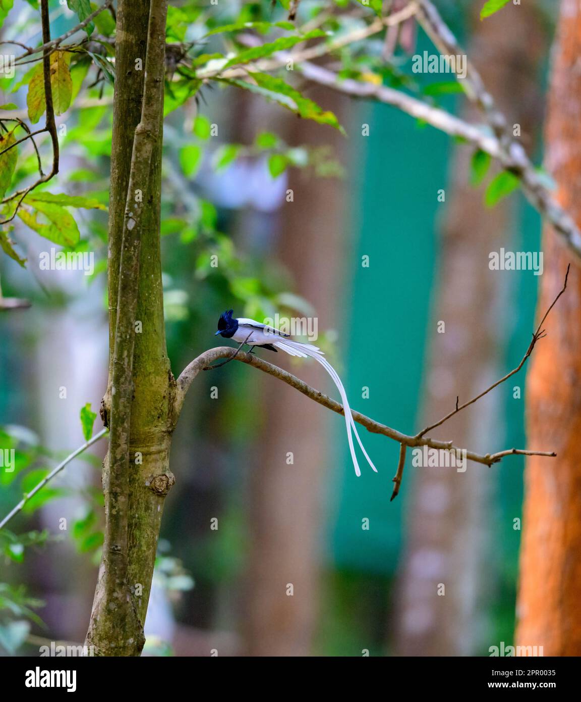 Amidst the lush green forest, the Paradise Flycatcher spreads its wings ...