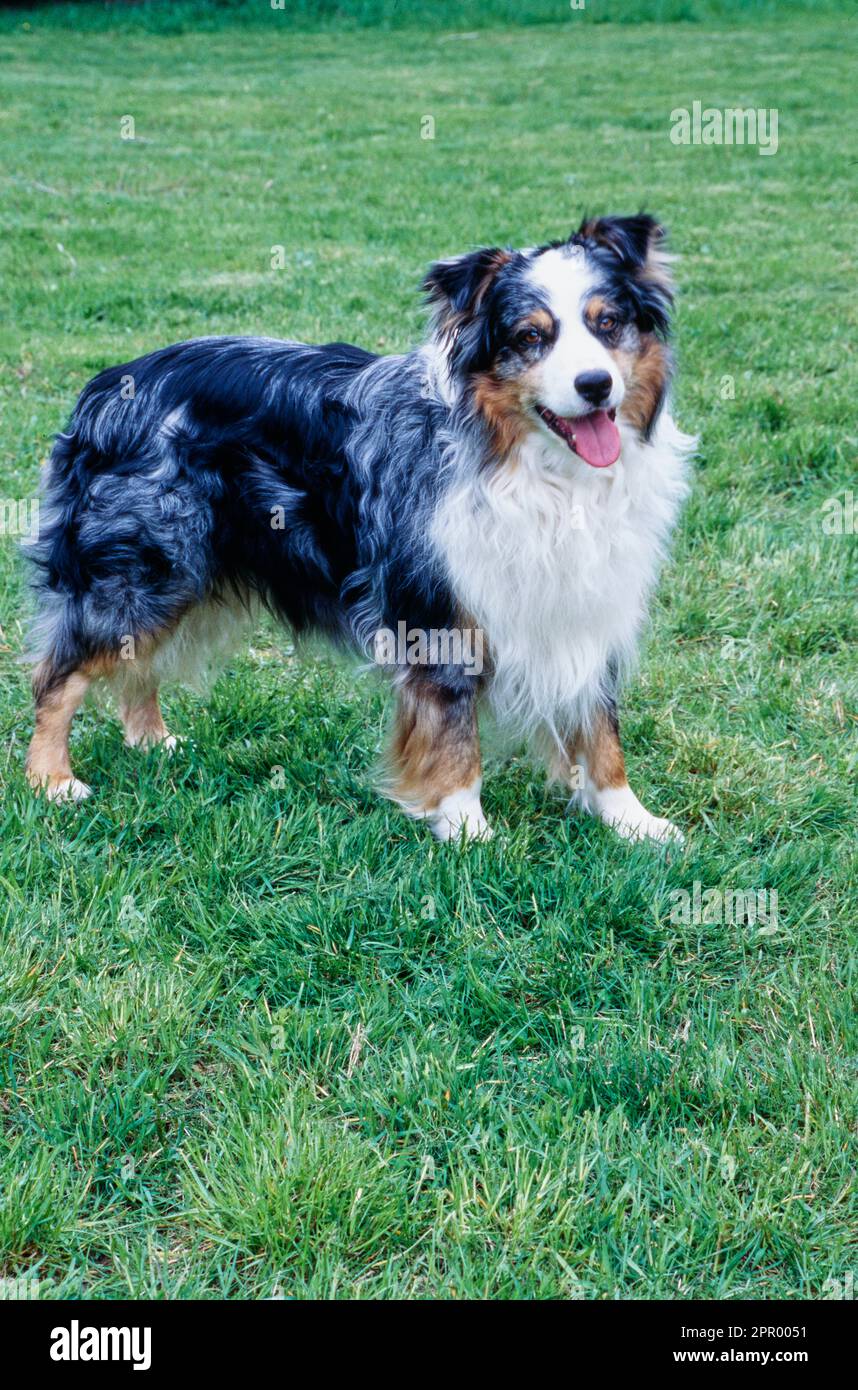Australian shepherd standing in hi-res stock photography and images - Alamy