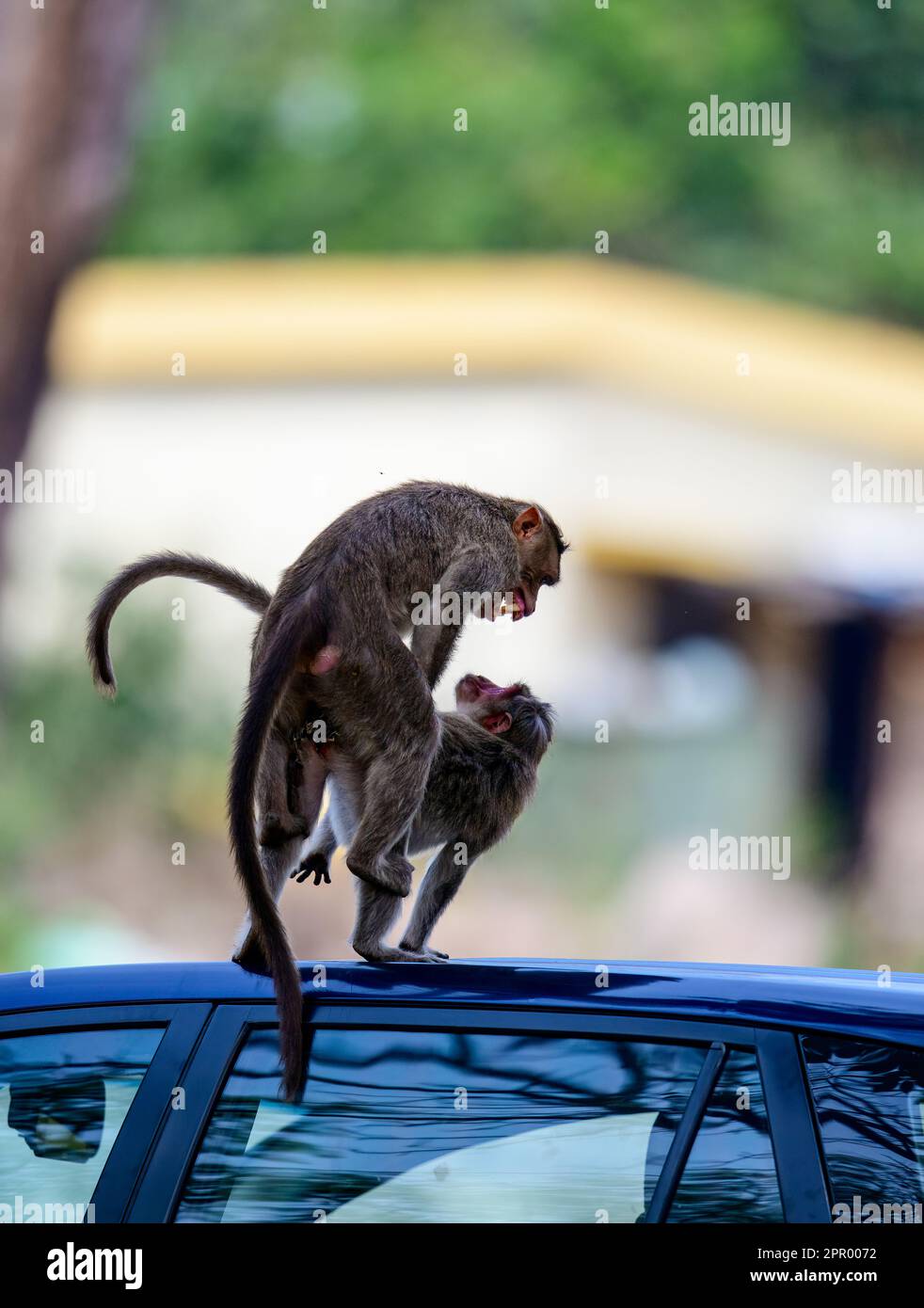 Mating connection hi-res stock photography and images - Alamy