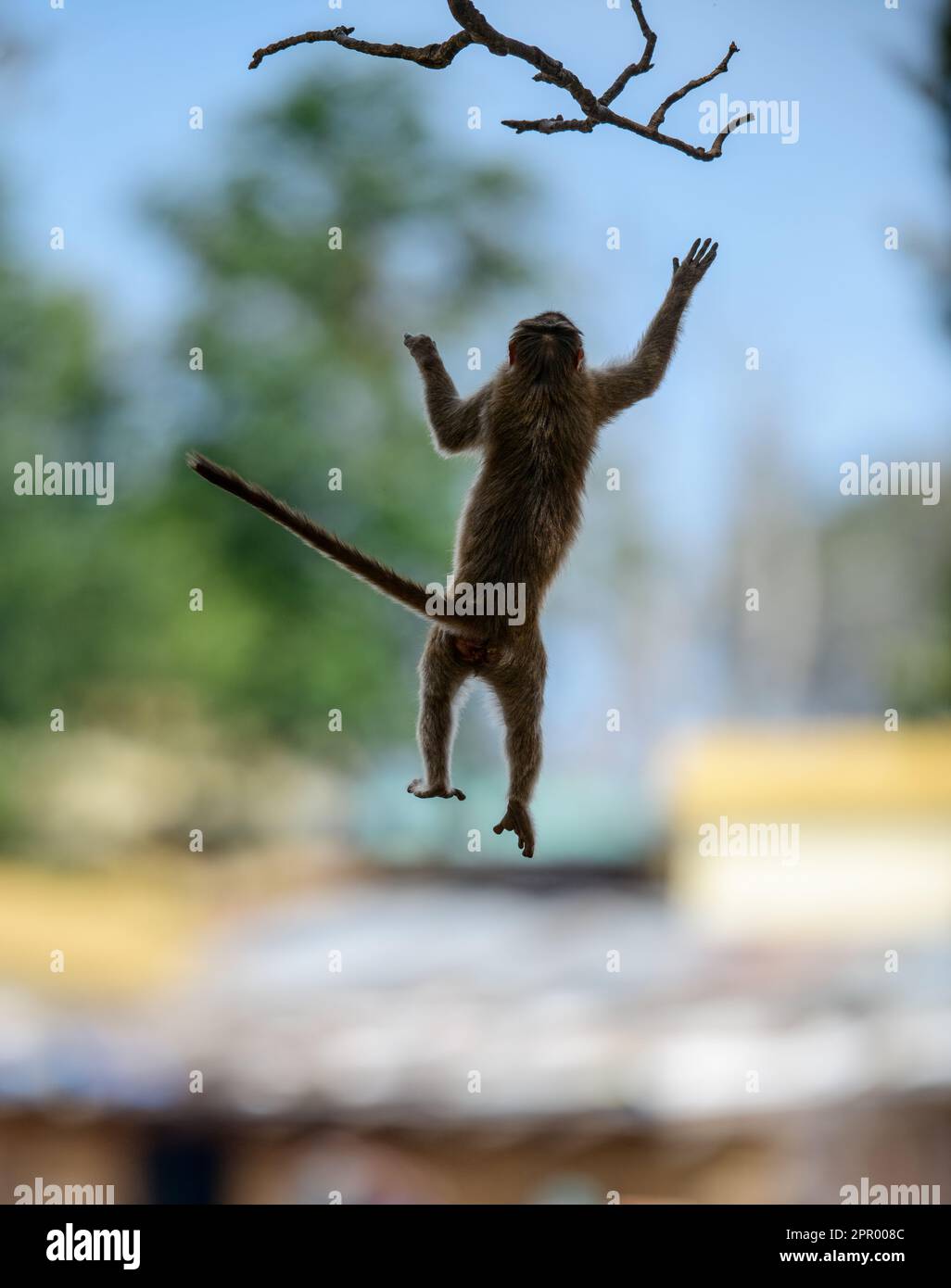 Experience the exhilaration of a bonnet macaque defying gravity with a ...