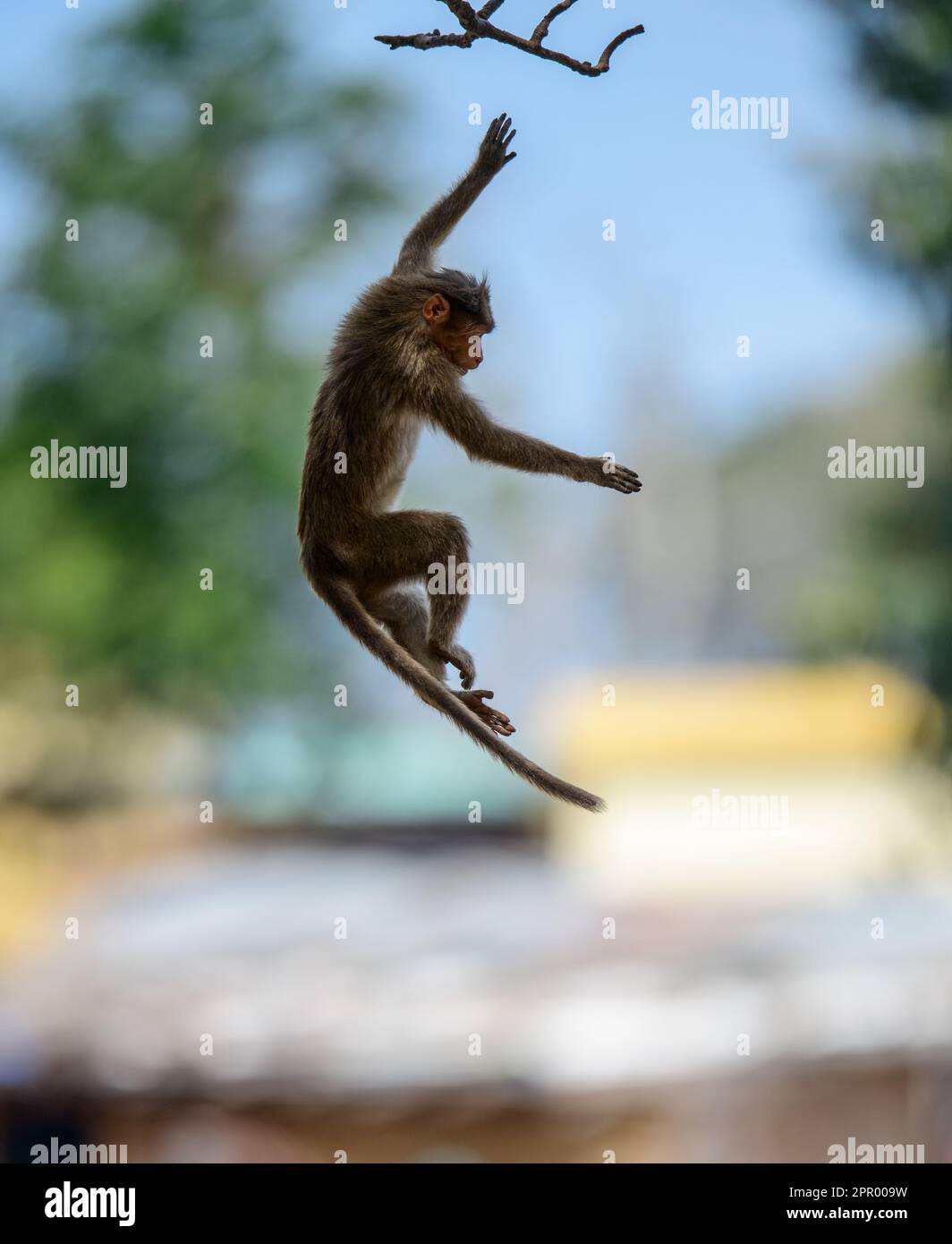 Experience the exhilaration of a bonnet macaque defying gravity with a ...
