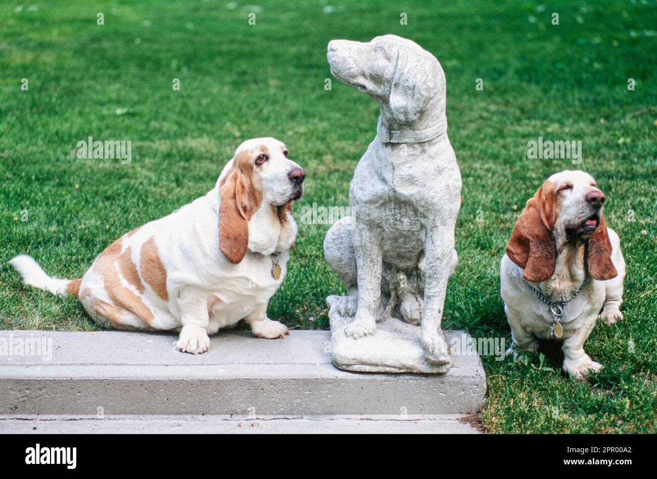 Two basset hounds sitting outside next to concrete dog statue outside ...