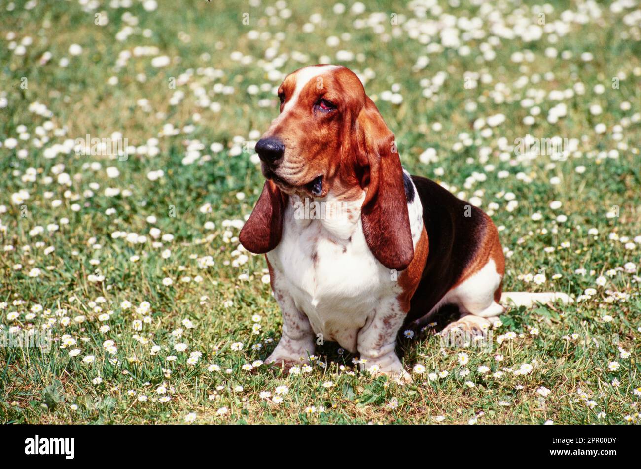 Basset Hound sitting in sun outside in grassy field with white flowers ...
