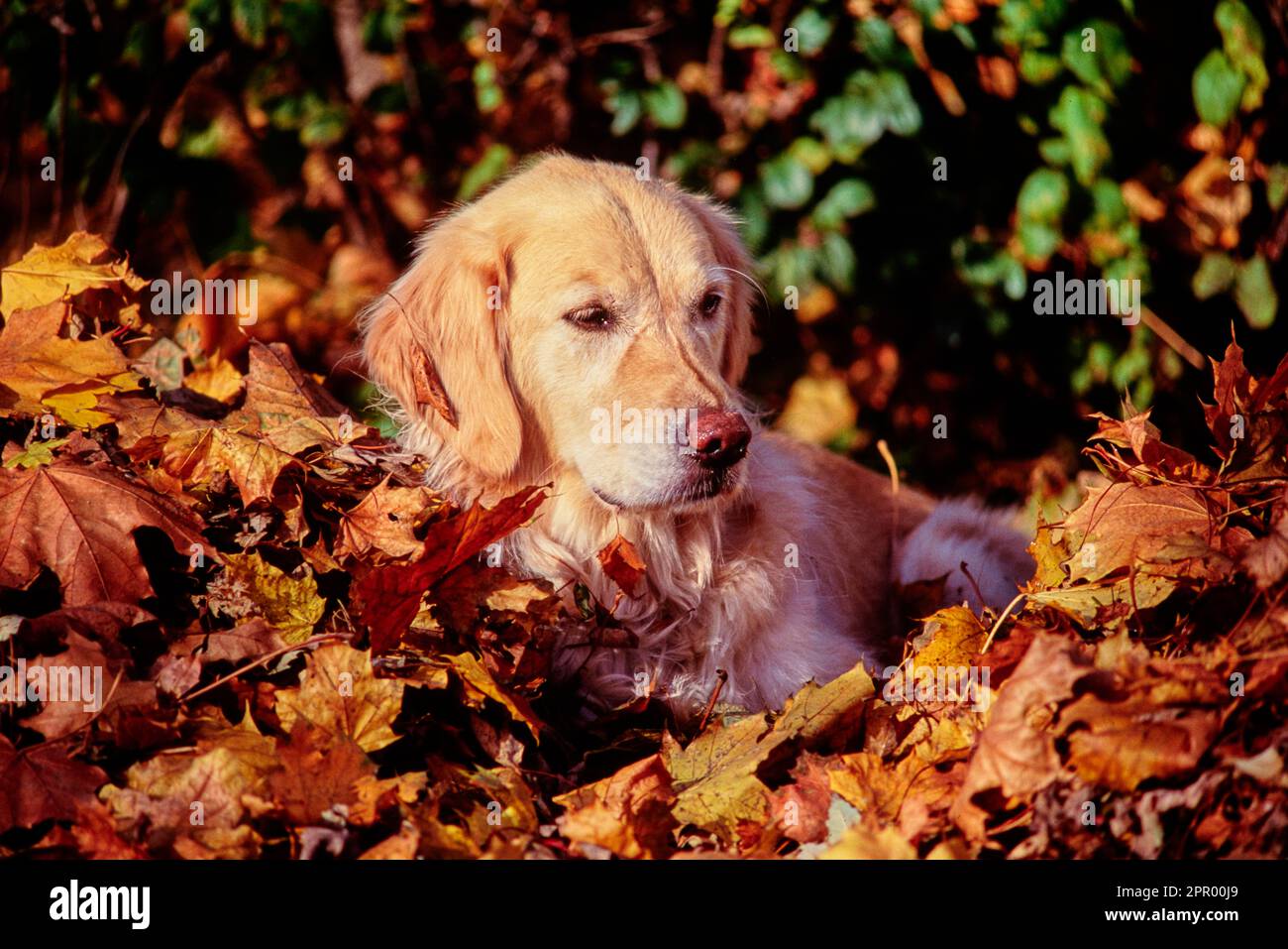 Golden retriever in autumn leaves hi-res stock photography and images ...