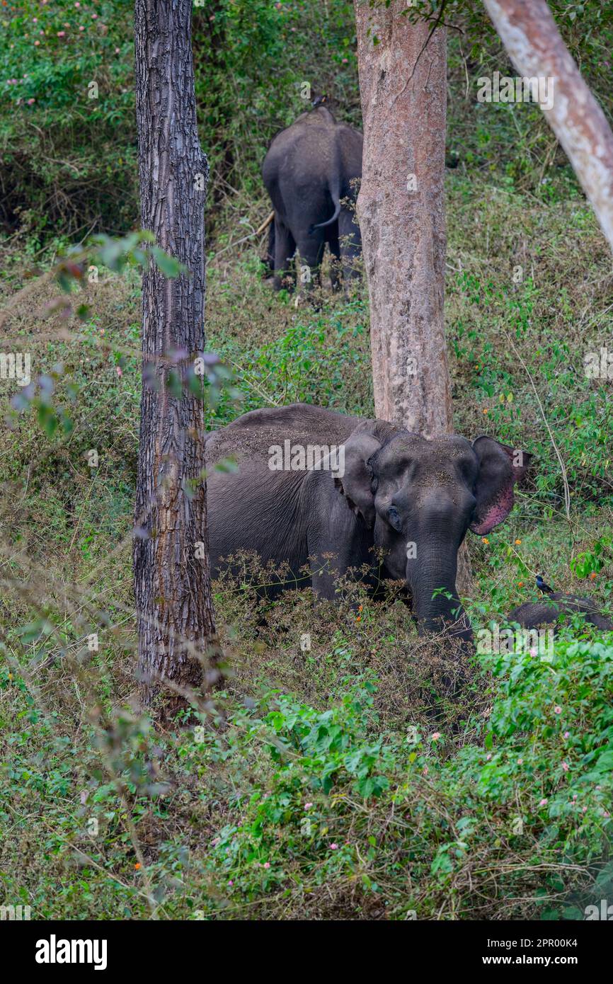 Wild Asian Elephant in Karnataka forest. Majestic and serene, it ...