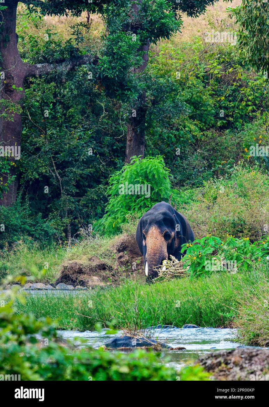 Wild Asian Elephant in Karnataka forest. Majestic and serene, it ...