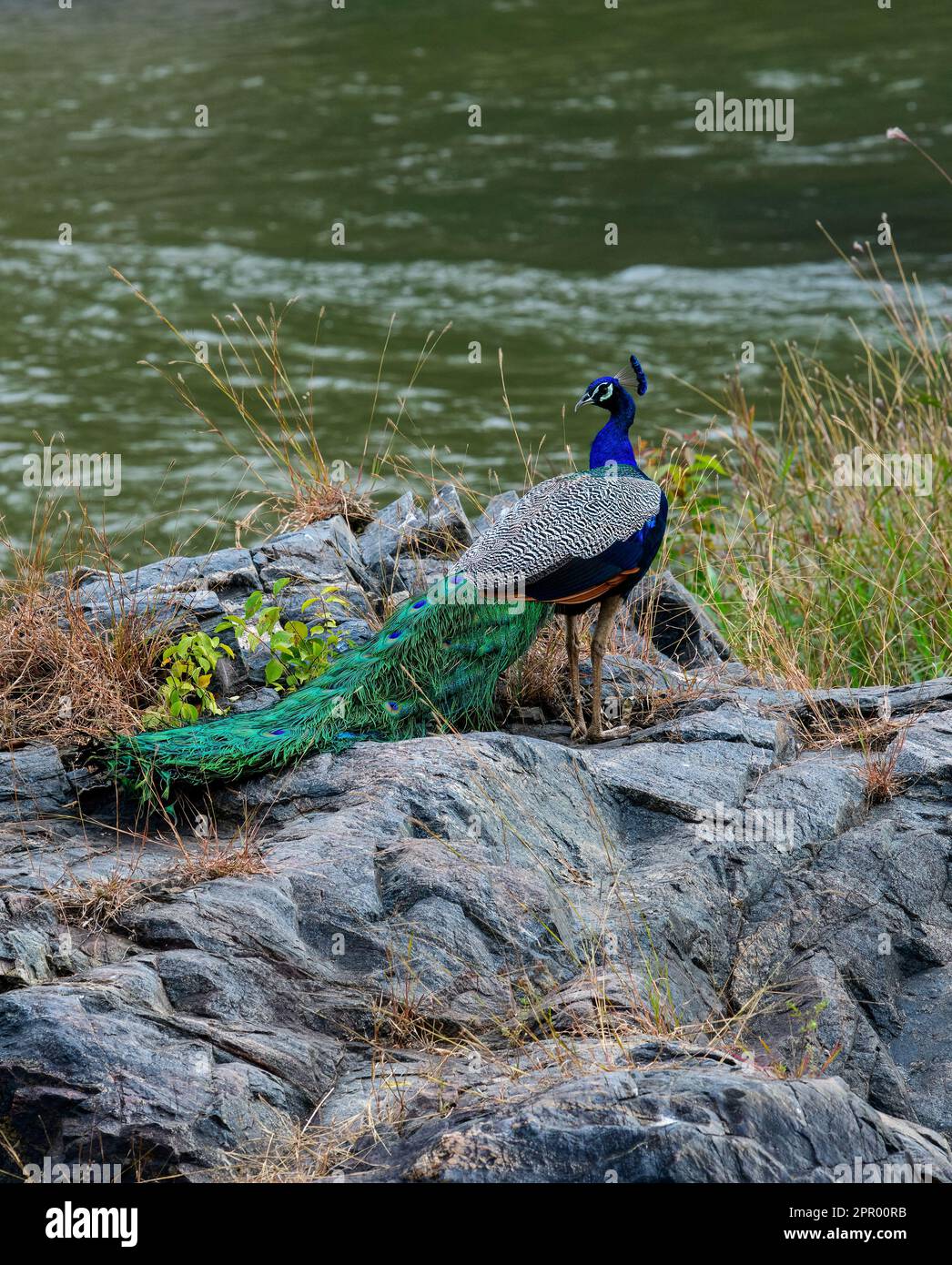 Vibrant Elegance: The Majestic Indian Peacock Displays Its Striking ...