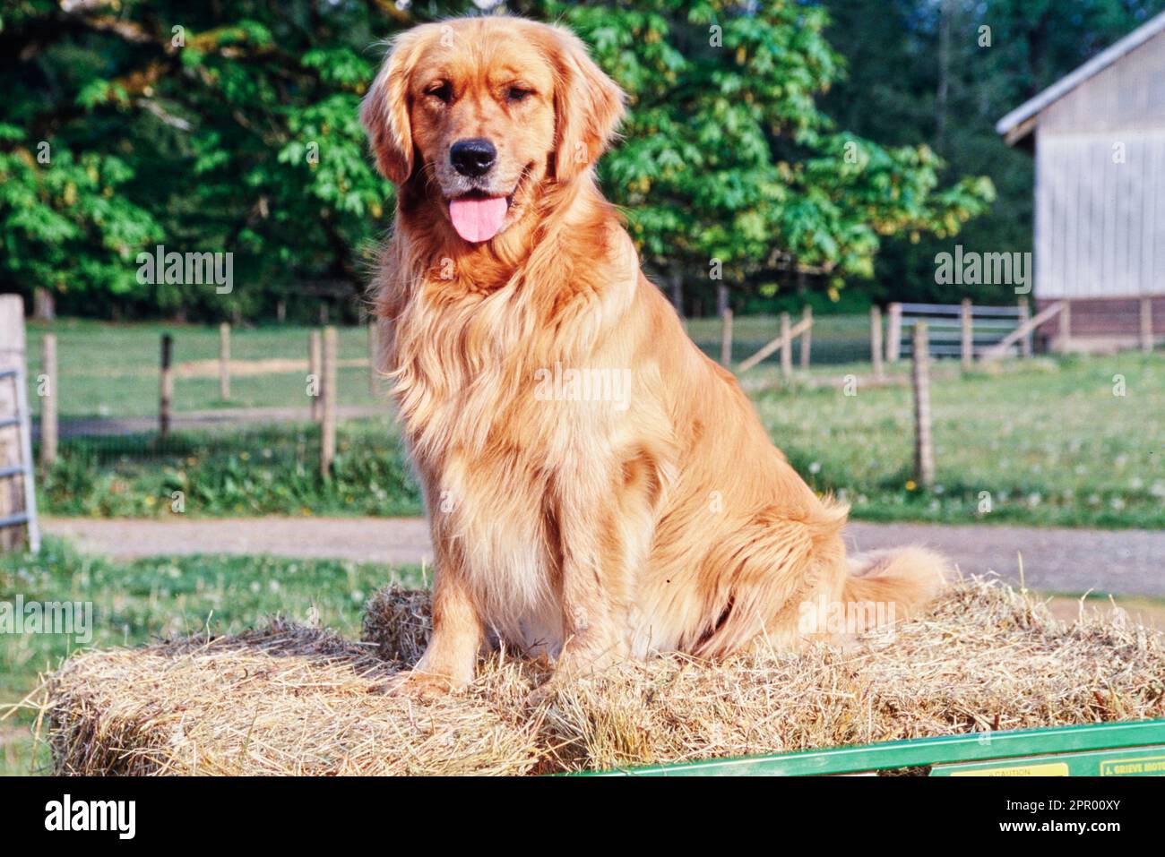 Sitting in haystack hi-res stock photography and images - Alamy