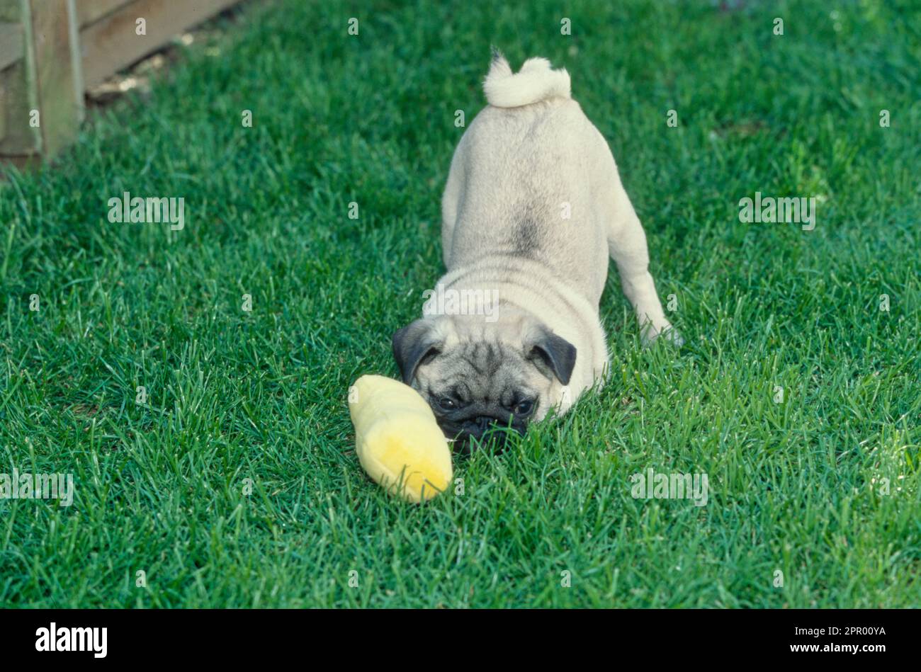 Pug playing adorably with rear end raised up in grass outside with ...