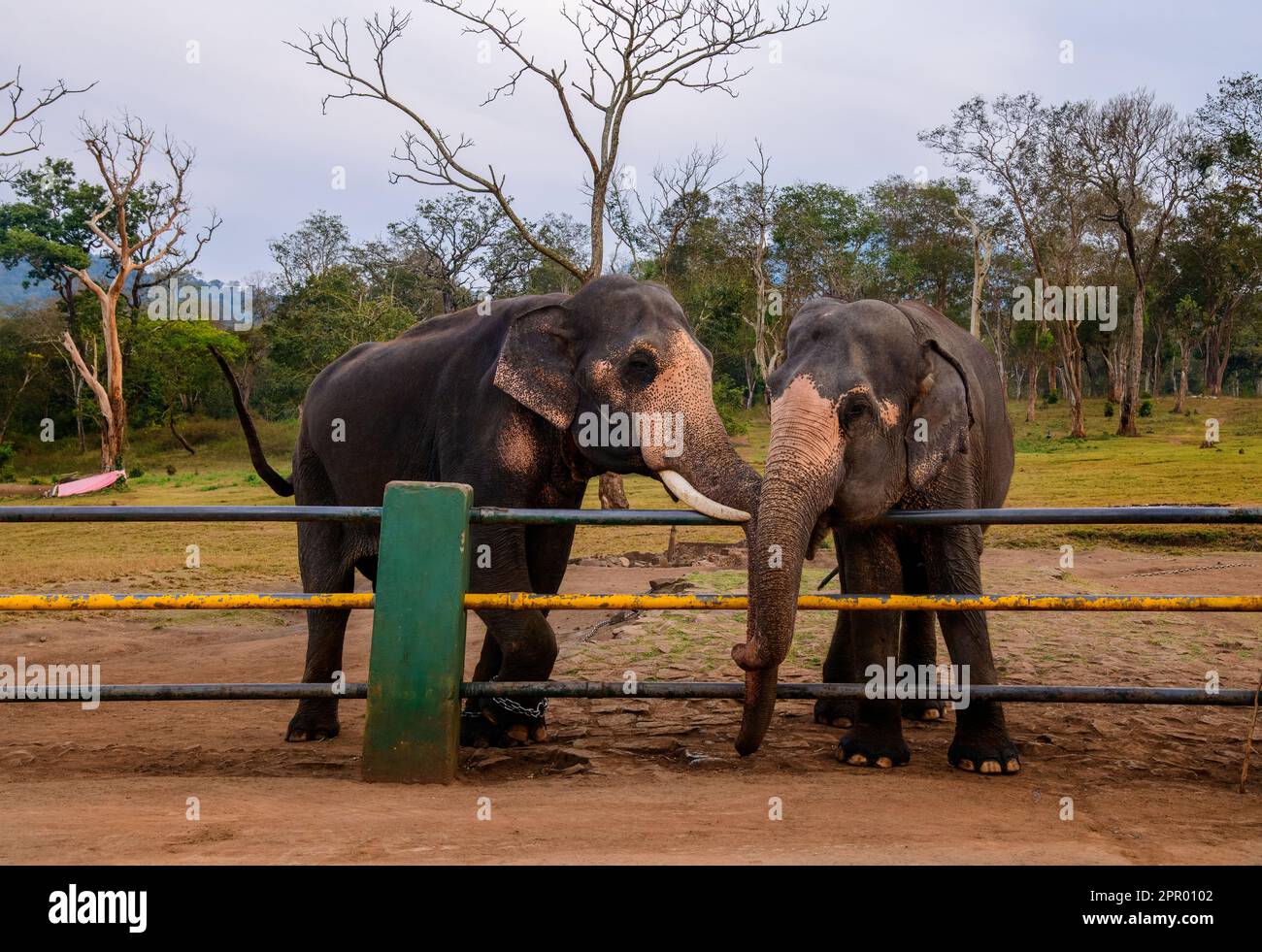 Theppakadu Elephant Camp Masinagudi Mudumalai Tamil Nadu Stock Photo ...