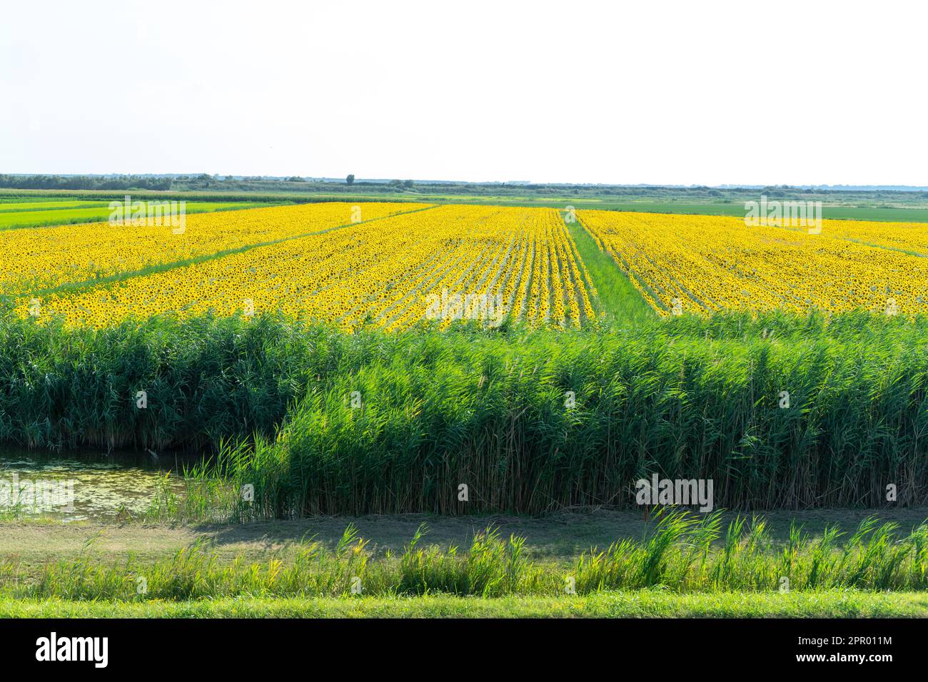 Cycle trip on the right bank of the Po river: sunflower Gorino Stock ...