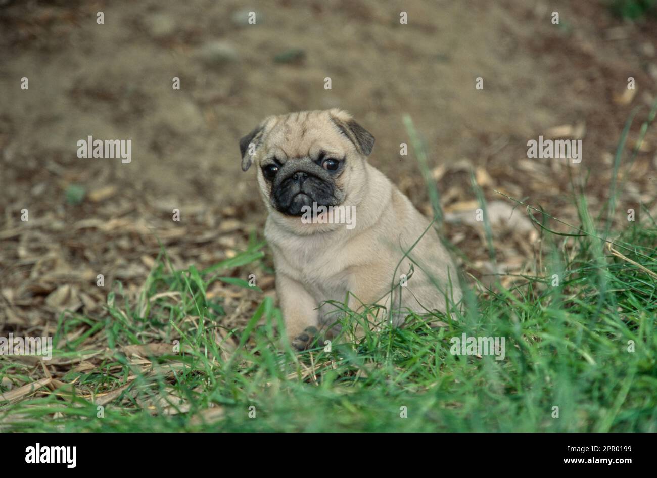 Cute little furry puppy hi-res stock photography and images - Alamy