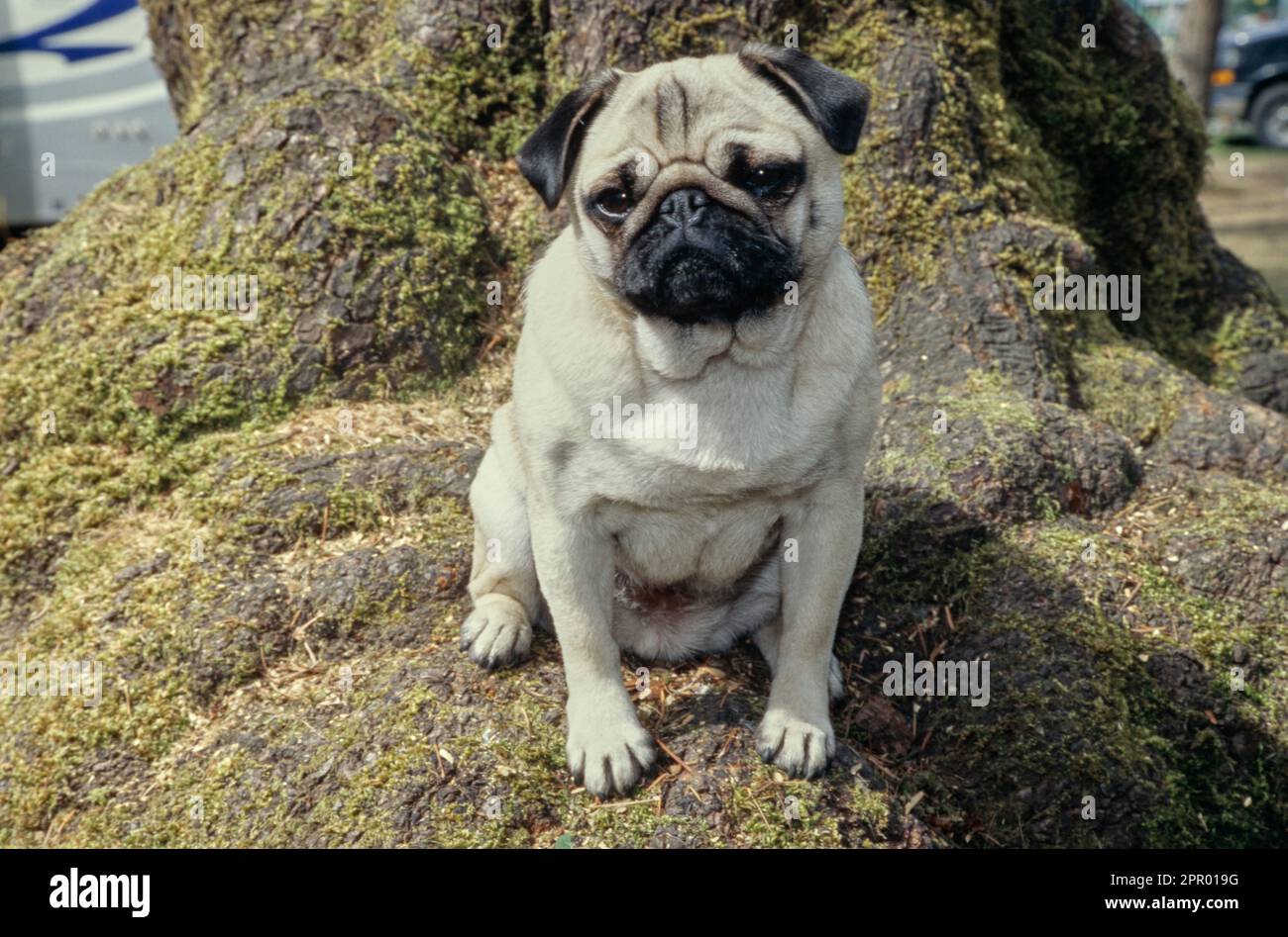 Pug sitting on mossy tree base outside Stock Photo - Alamy