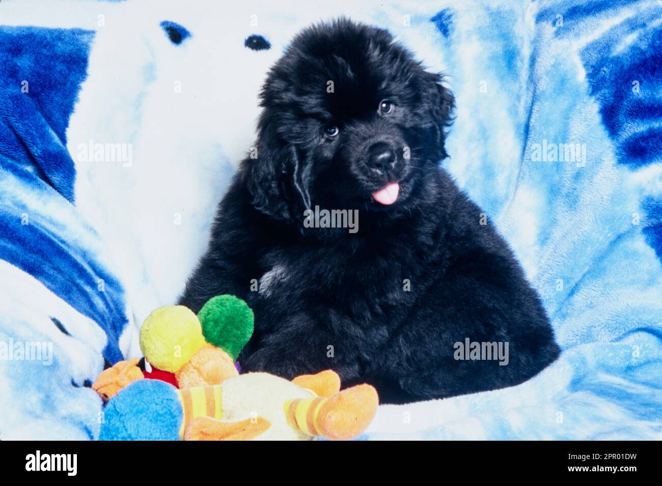 Fluffy Newfoundland puppy sitting on blue and white blanket with ...